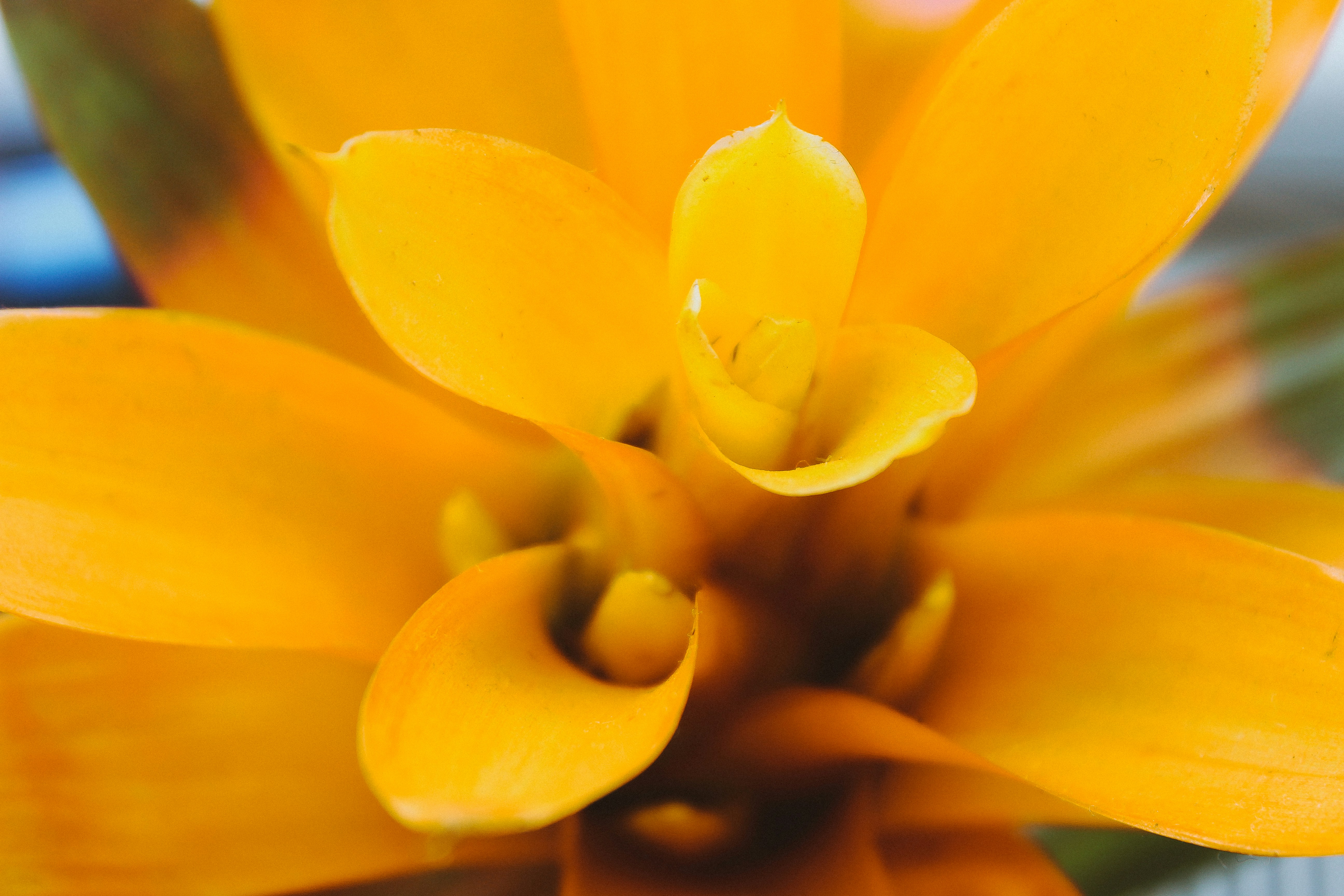 Golden Petals Close-Up: The Heart of a Sunlit Bloom