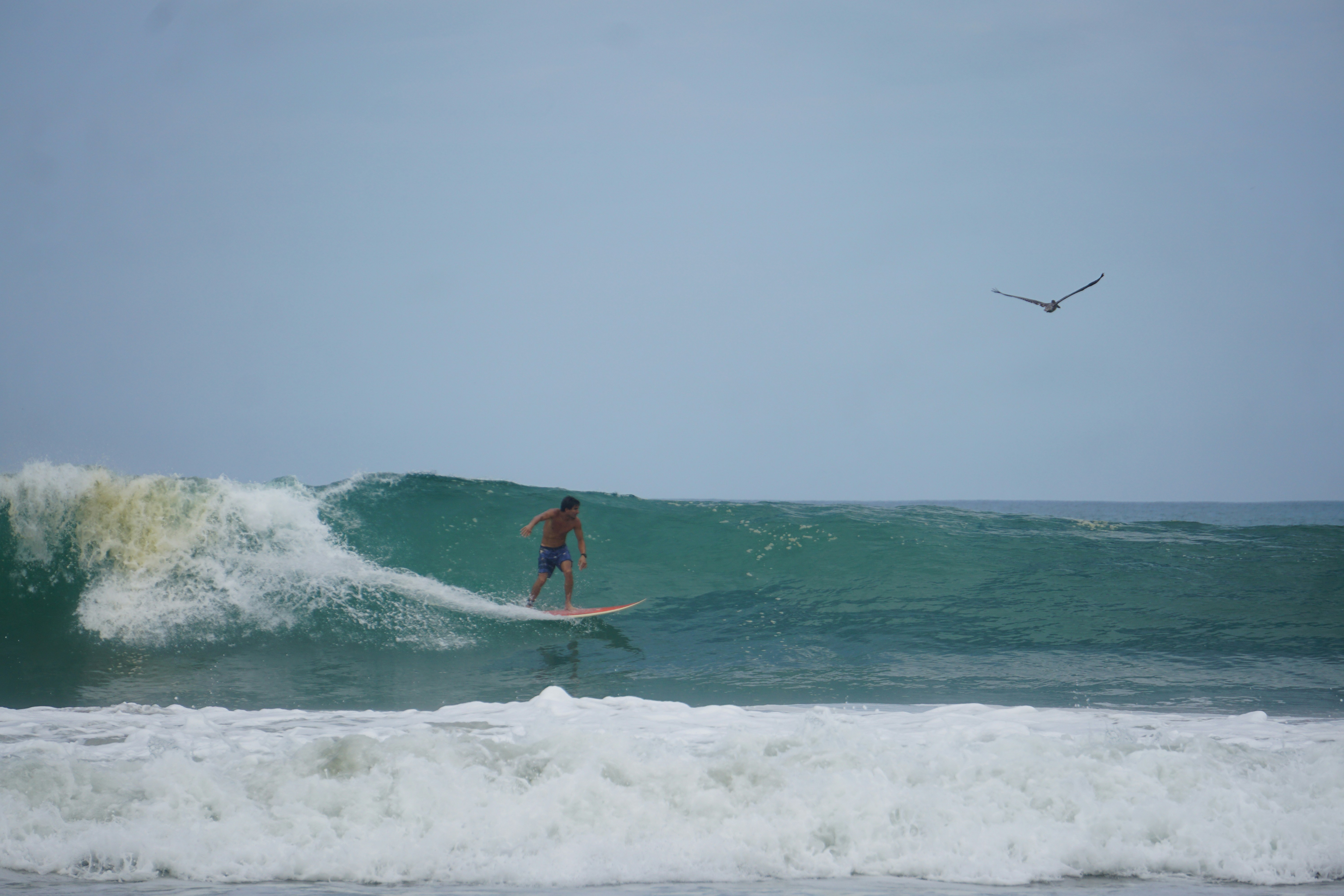 Surfing Silhouette: A lone rider carving a emerald crest