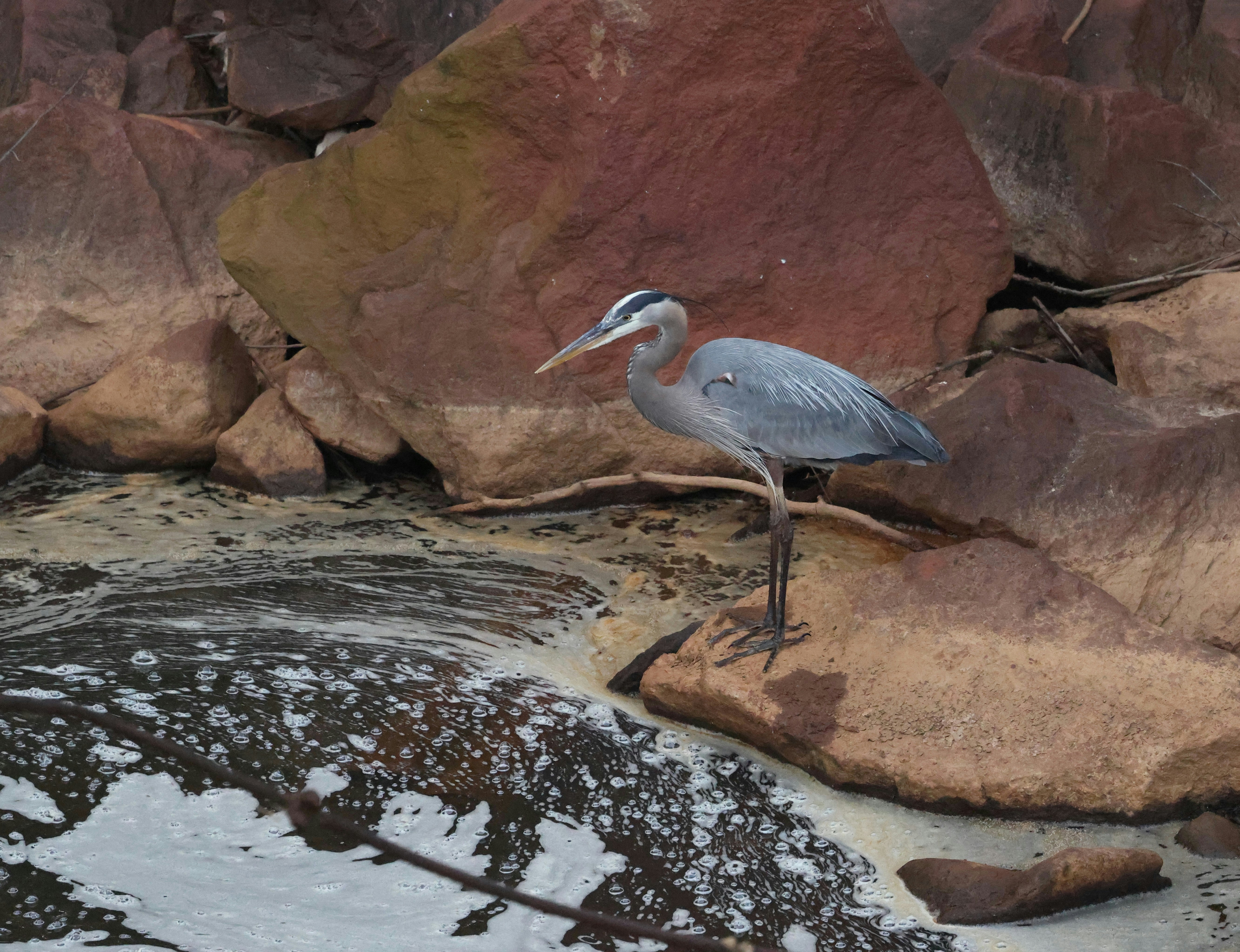 Coastal Blue Heron on Weathered Rocks