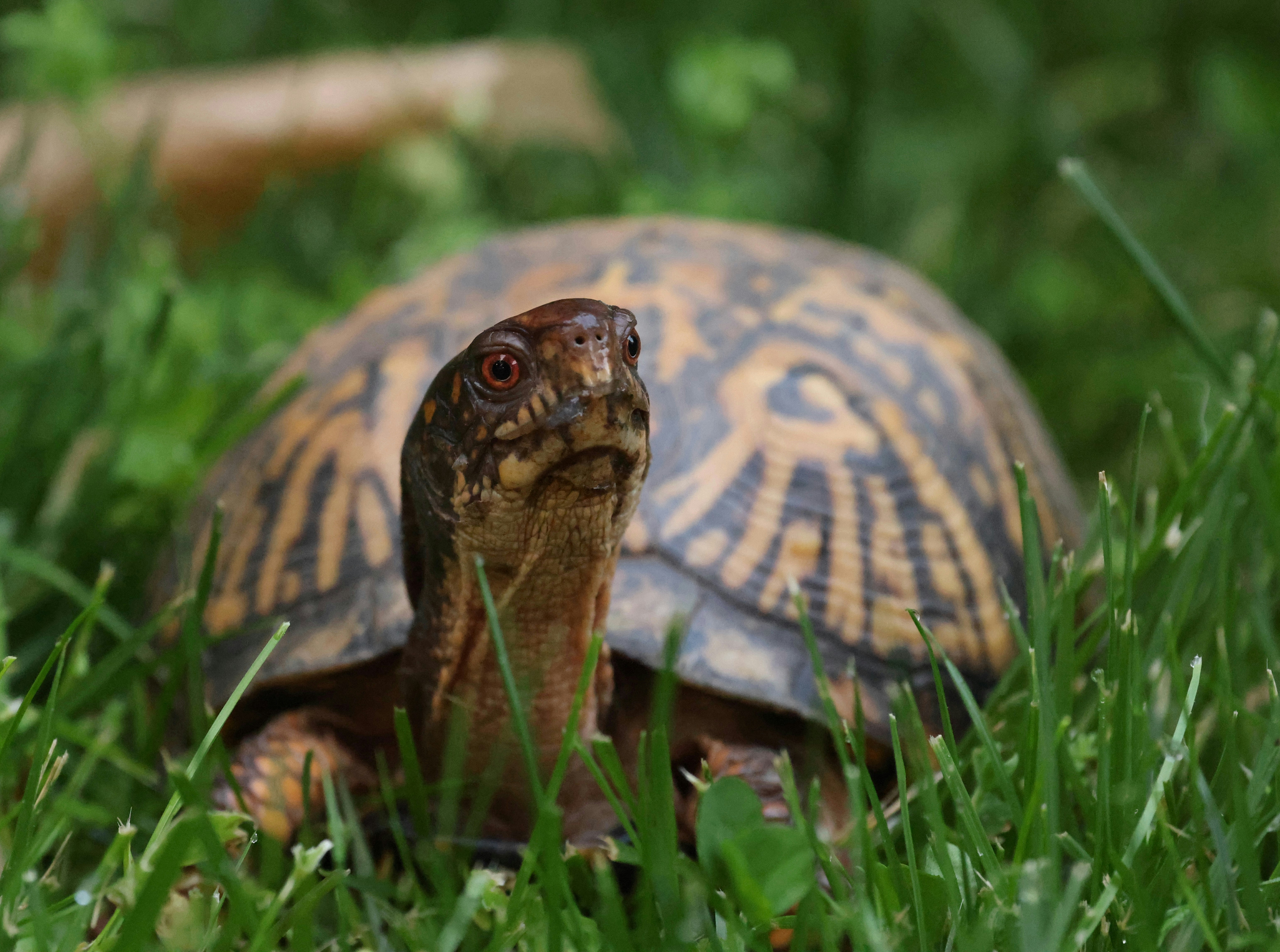 Close-Range Encounter: A Tortoise Emerges from the Grass