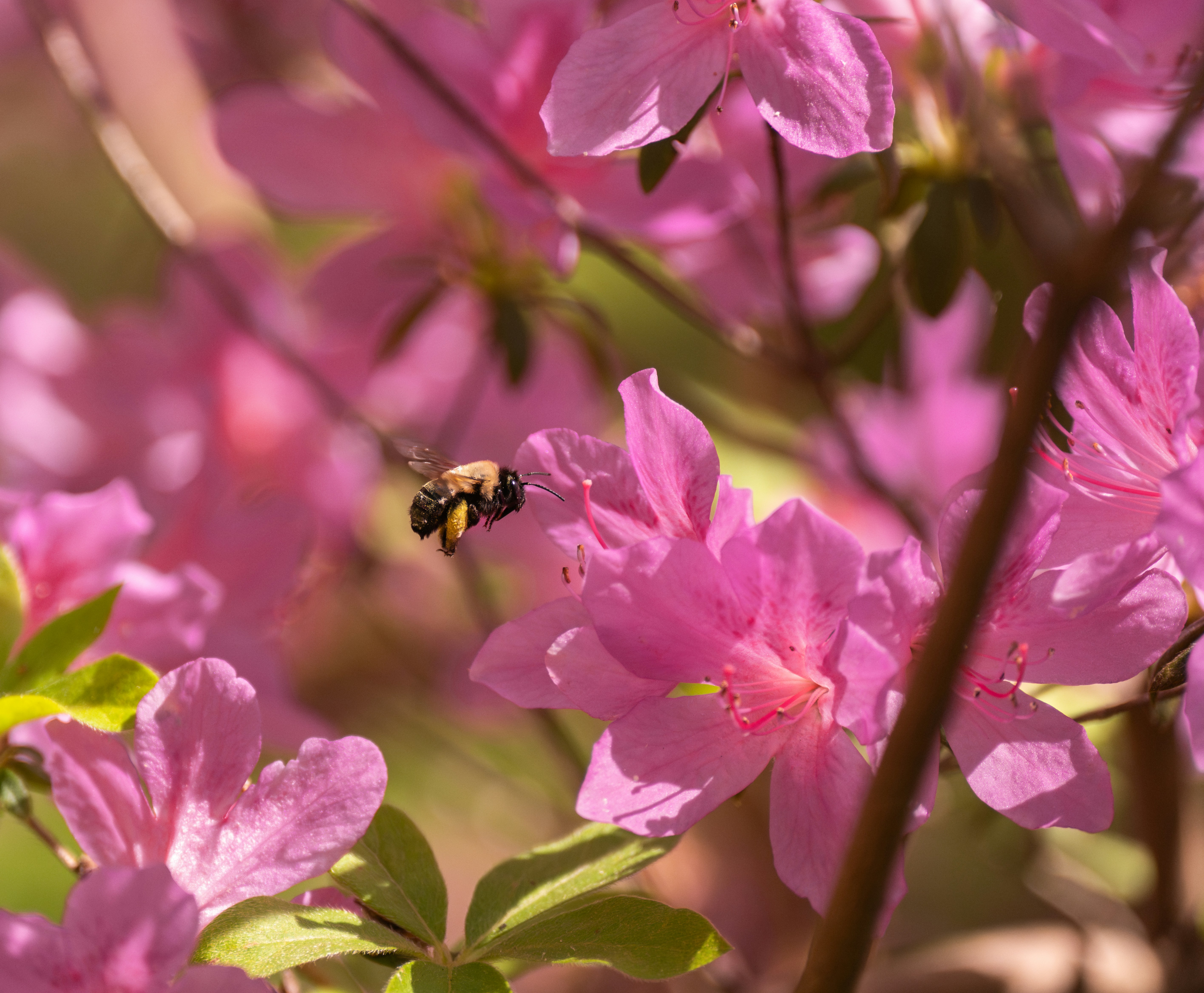 Bee in Pursuit: A Pink Petal Wake beneath a Bursting Bloom