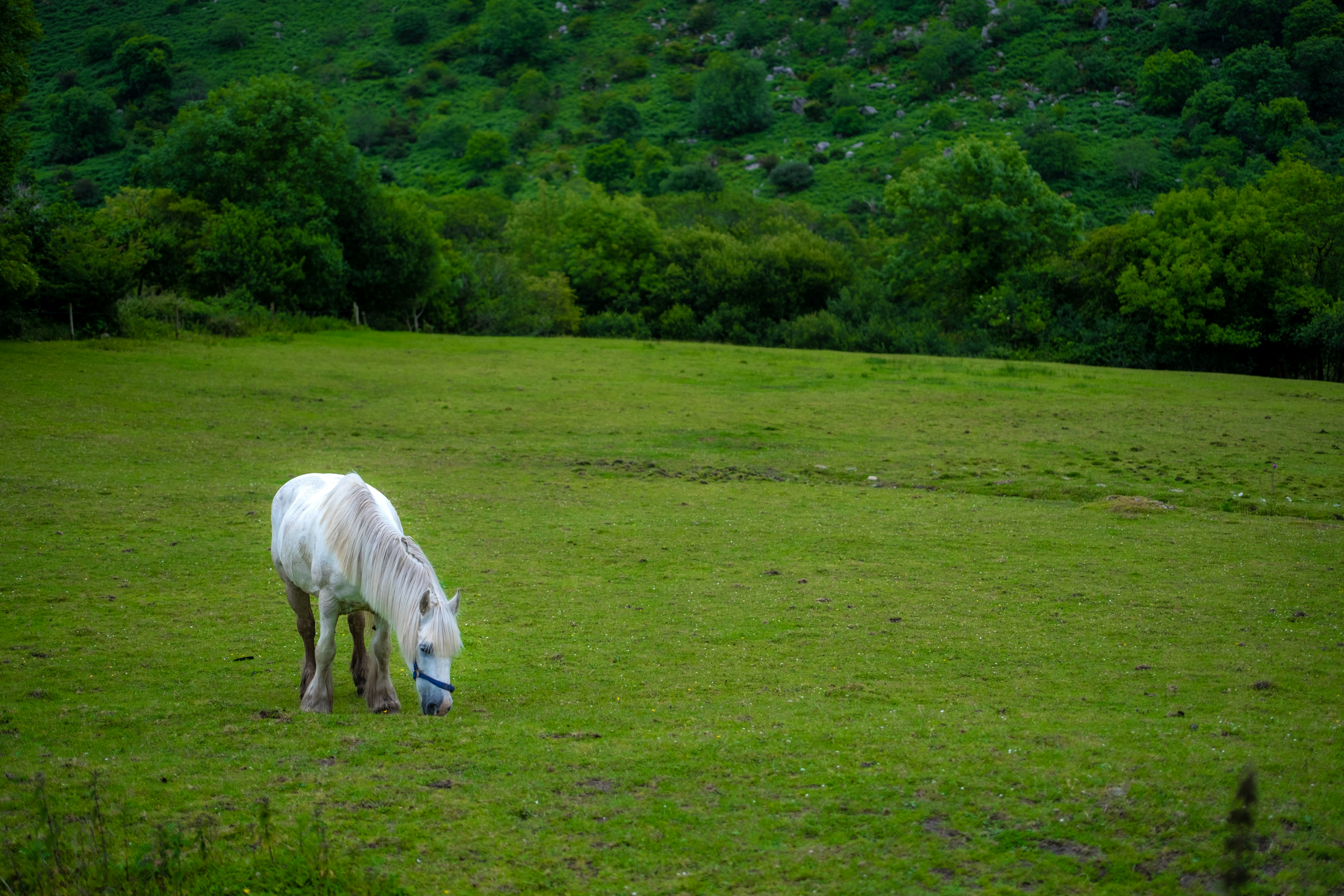 Pasture Guardian: A White Horse Silhouette in a Quiet Field