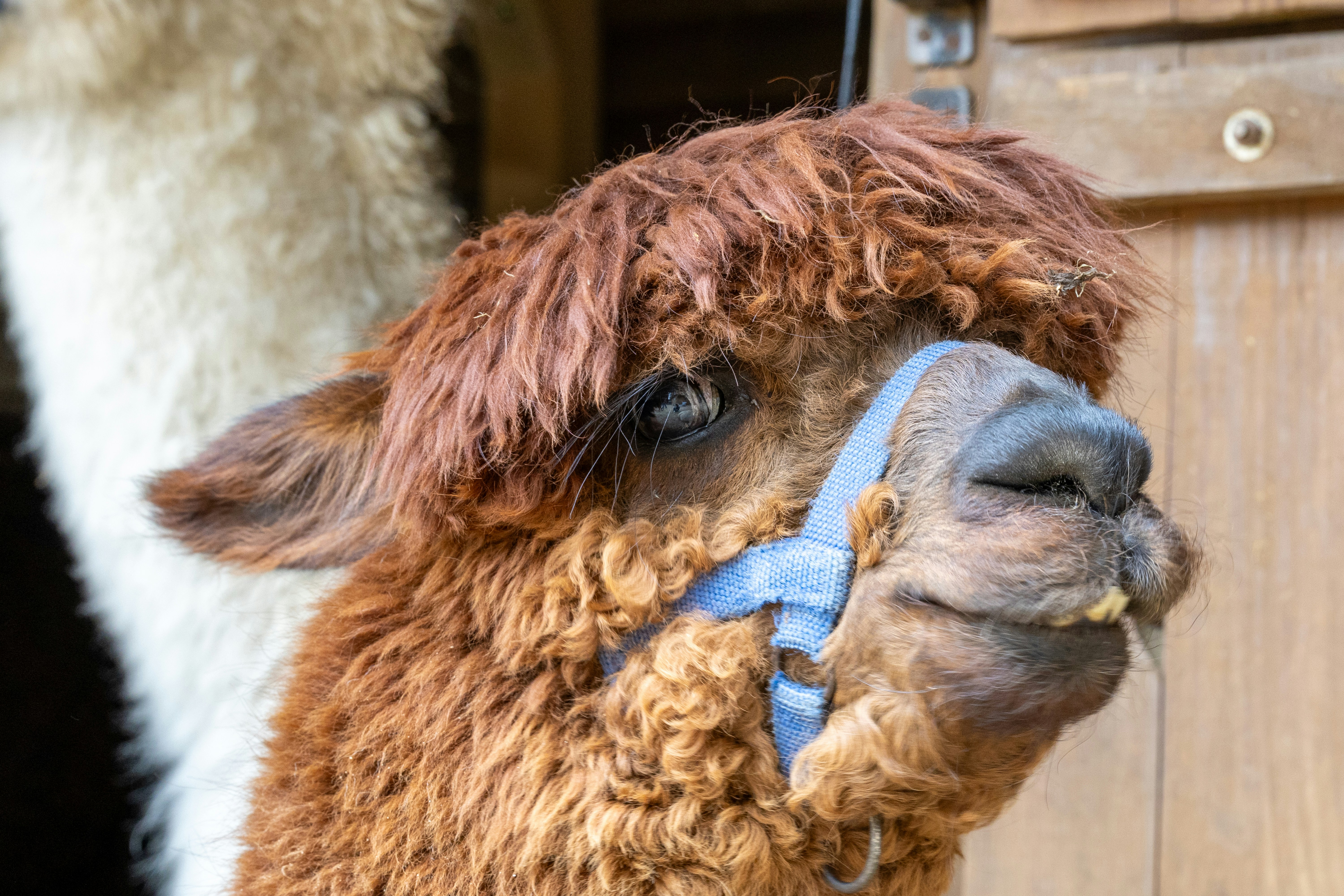 Alpaca Portrait: Soft Golden Fur and Gentle Gaze
