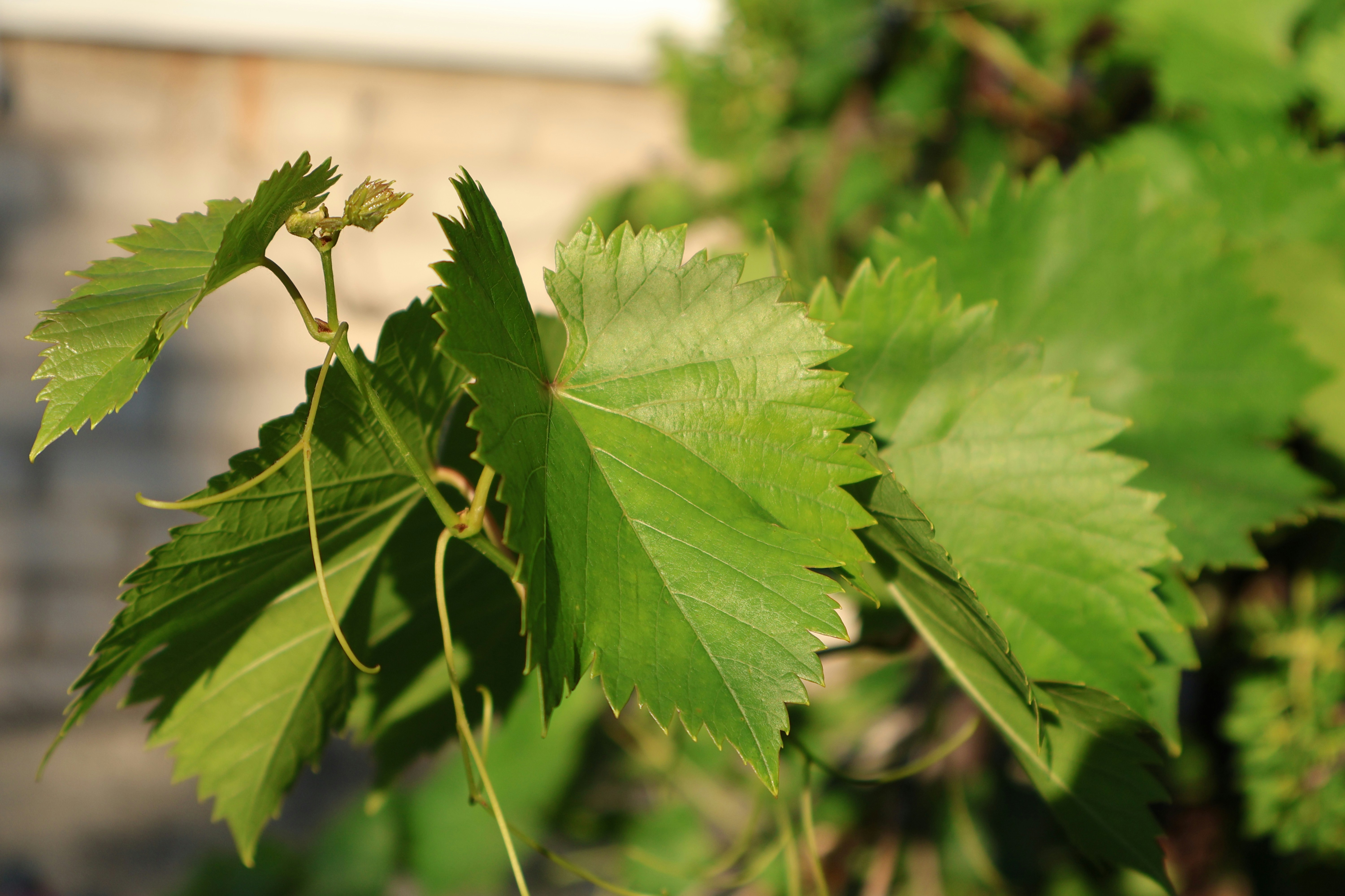 Sunlit Vines: Close-Up of Fresh Grape Leaves in Garden Sun