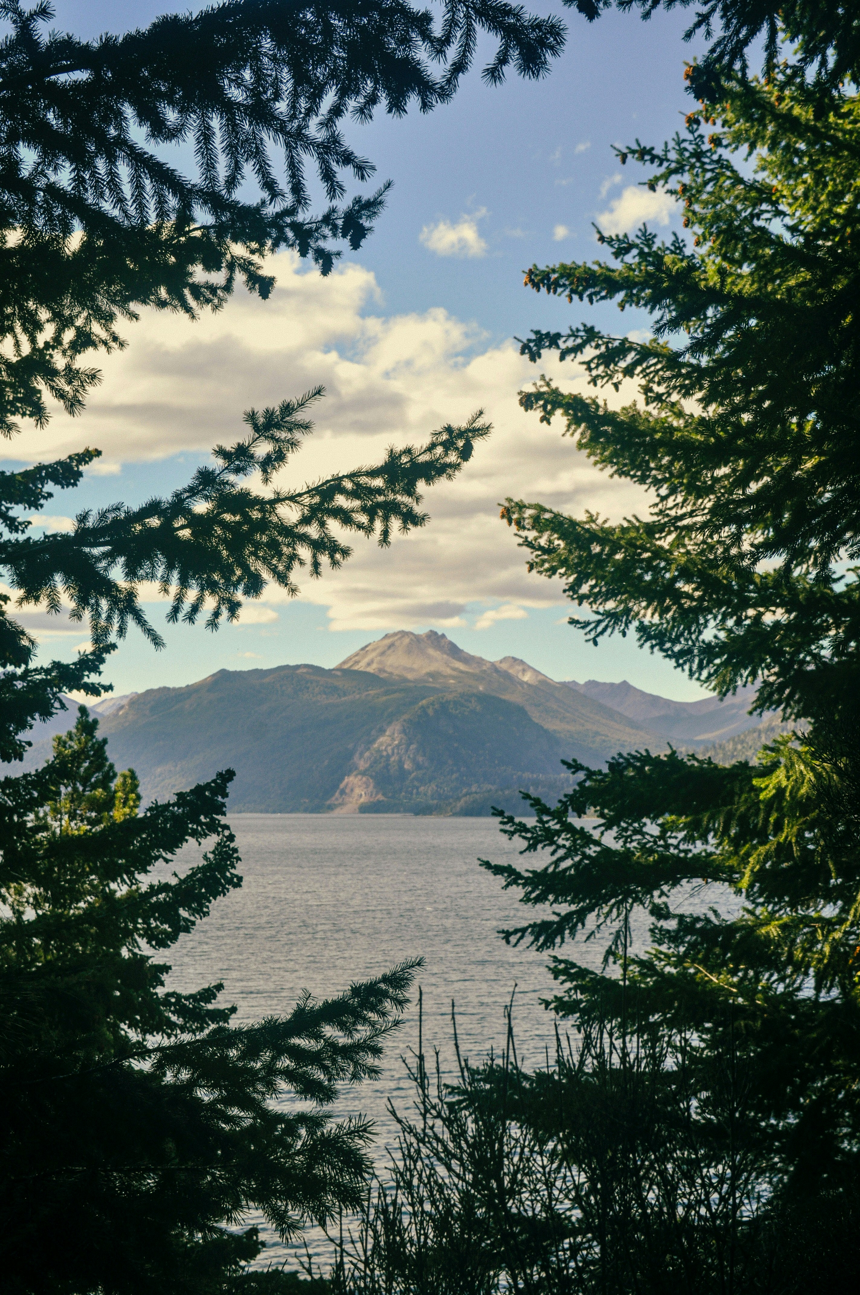 Framing Lake View Through Needle Pines