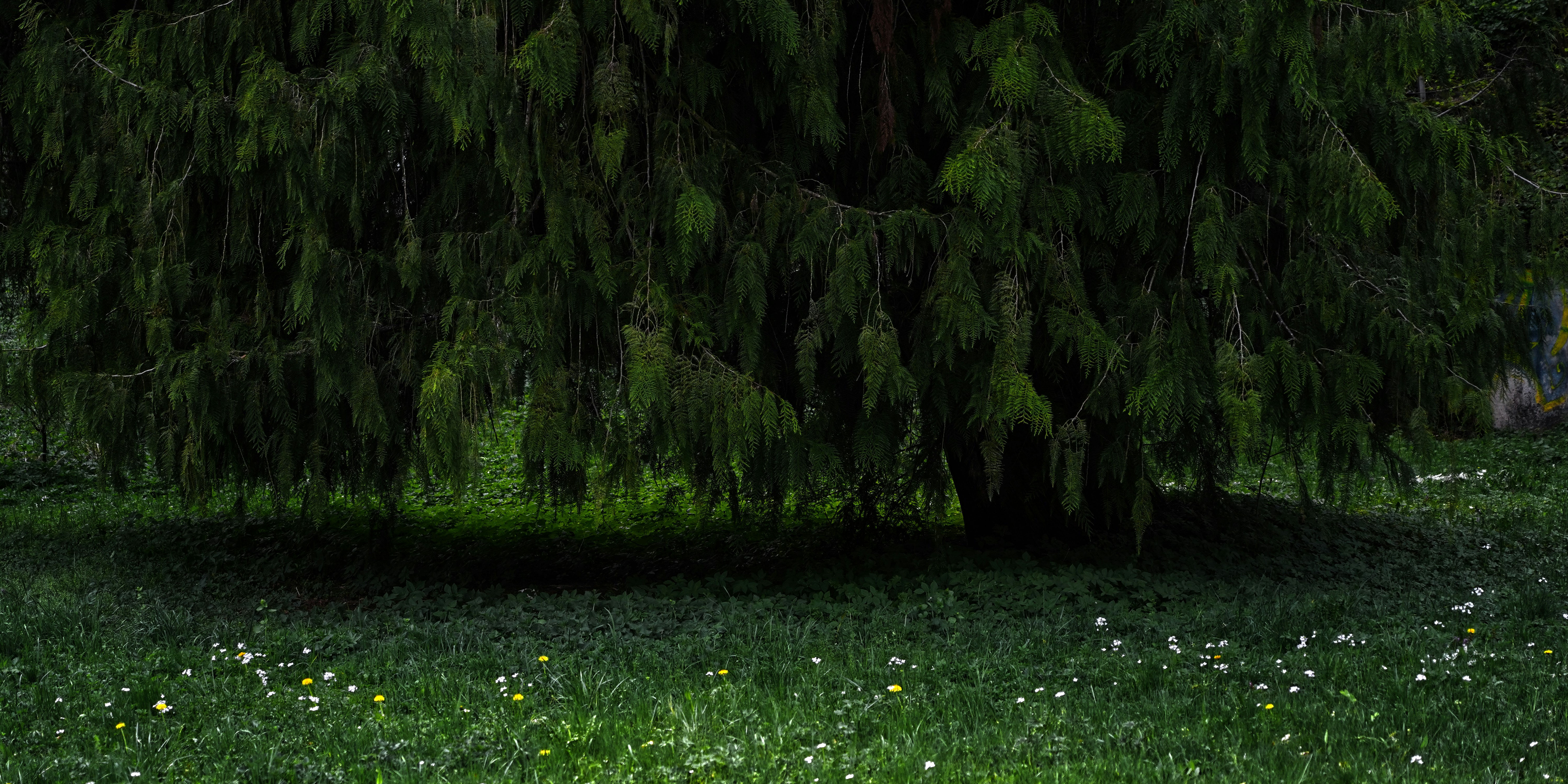 Shadowed Arbor: A Quiet Verge of Green