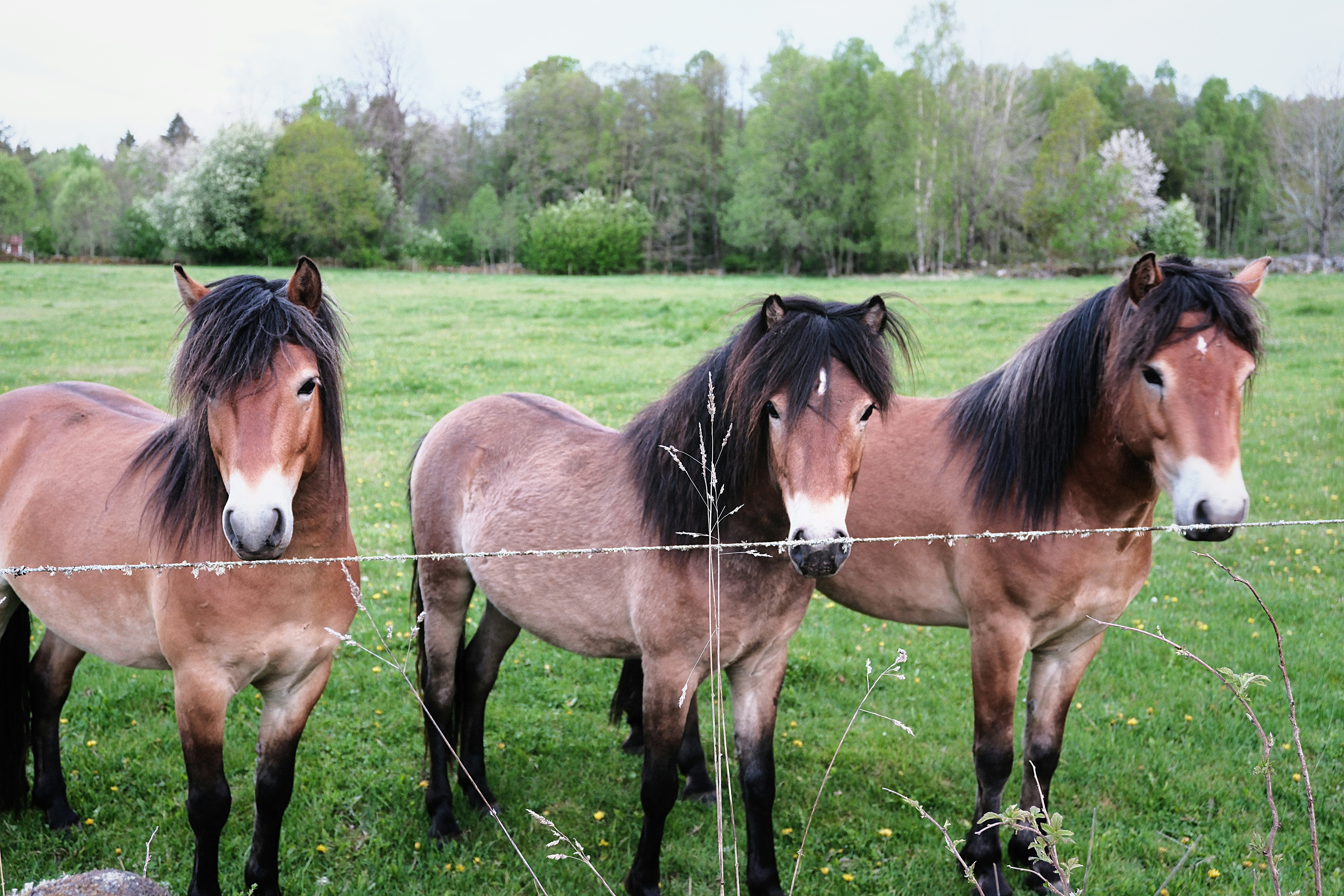 Three Bay Horses at Pasture Barriers