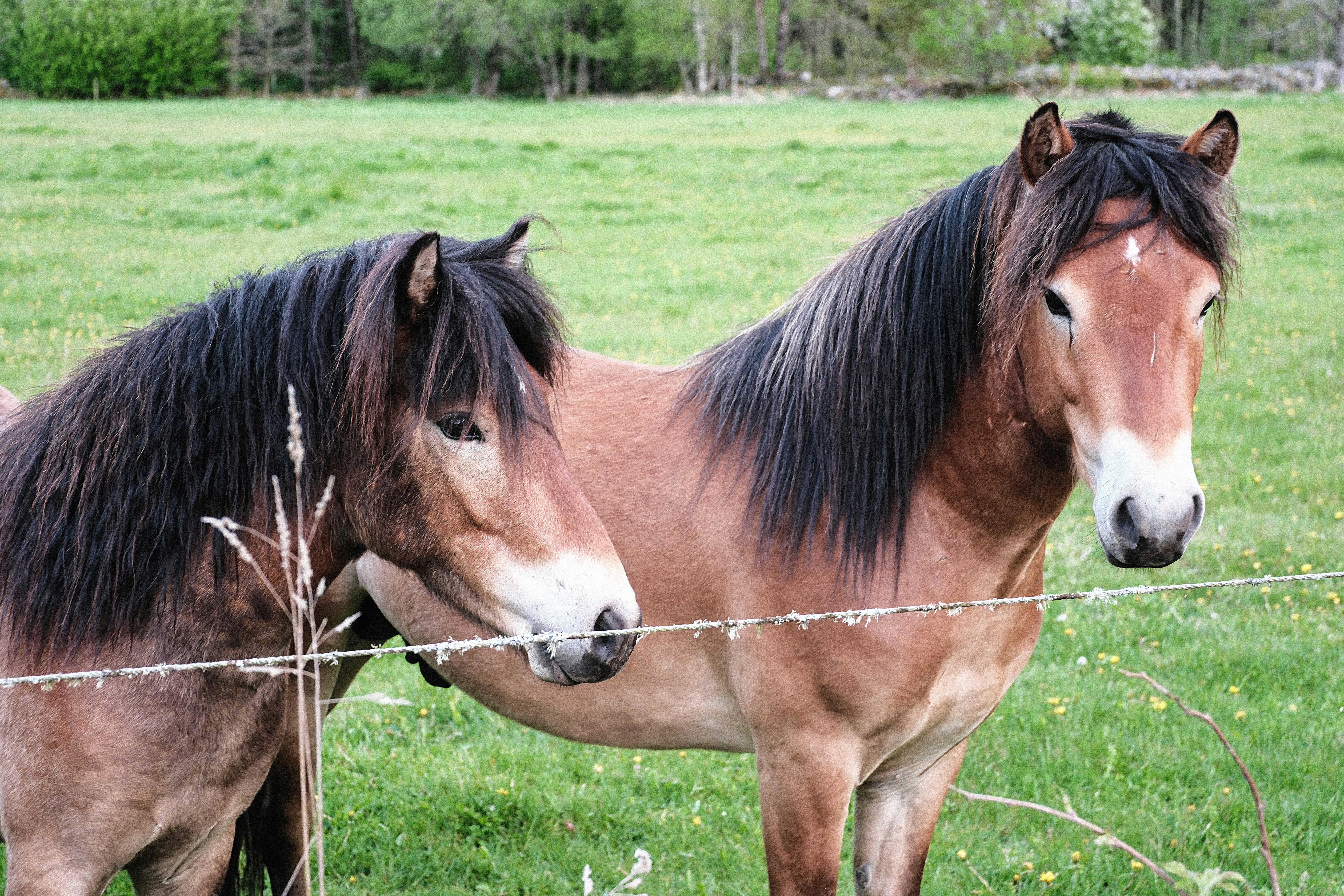 Two draft horses at pasture share a quiet moment behind a weathered wire fence