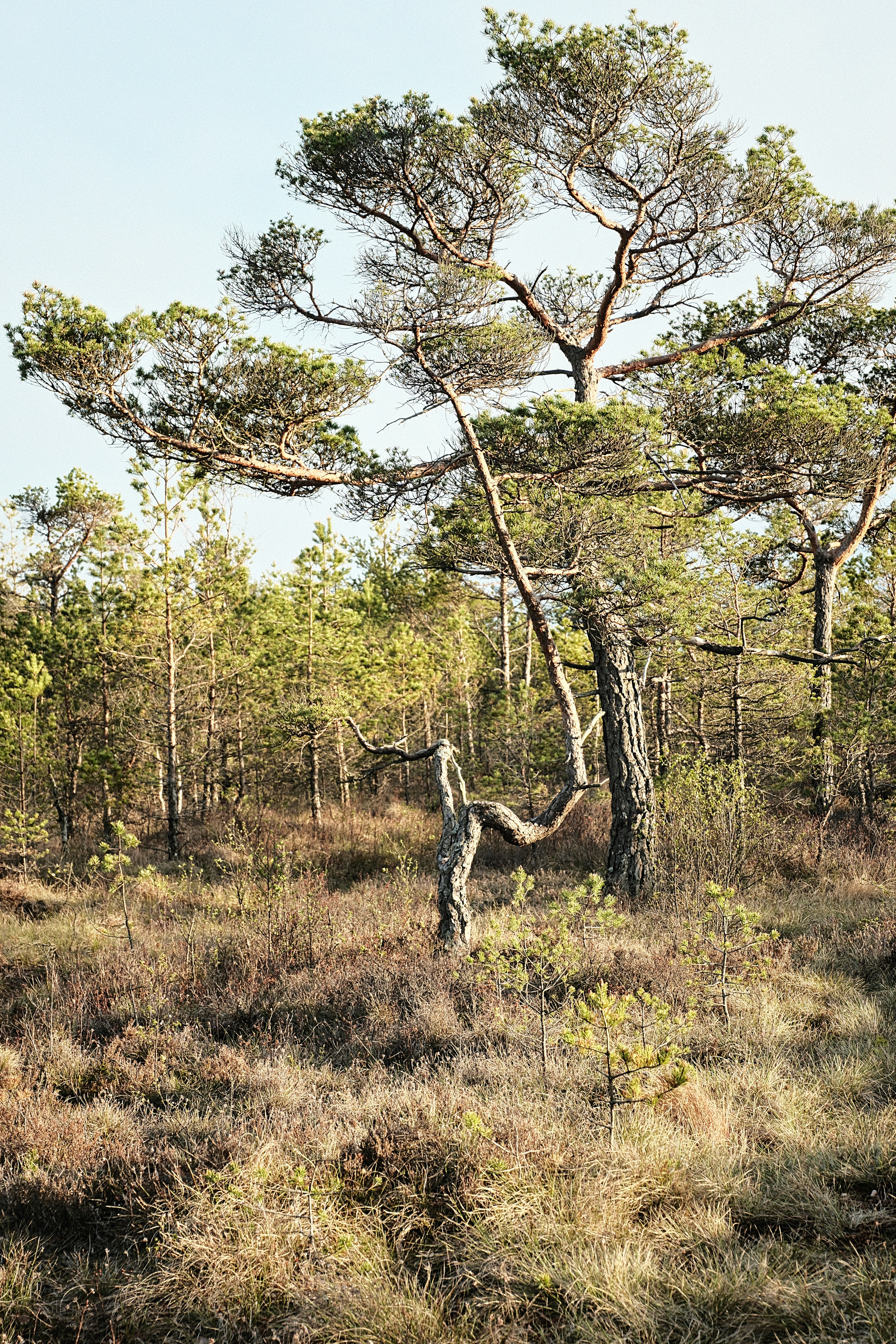 Bent Pine Sentinel in a Quiet Heath