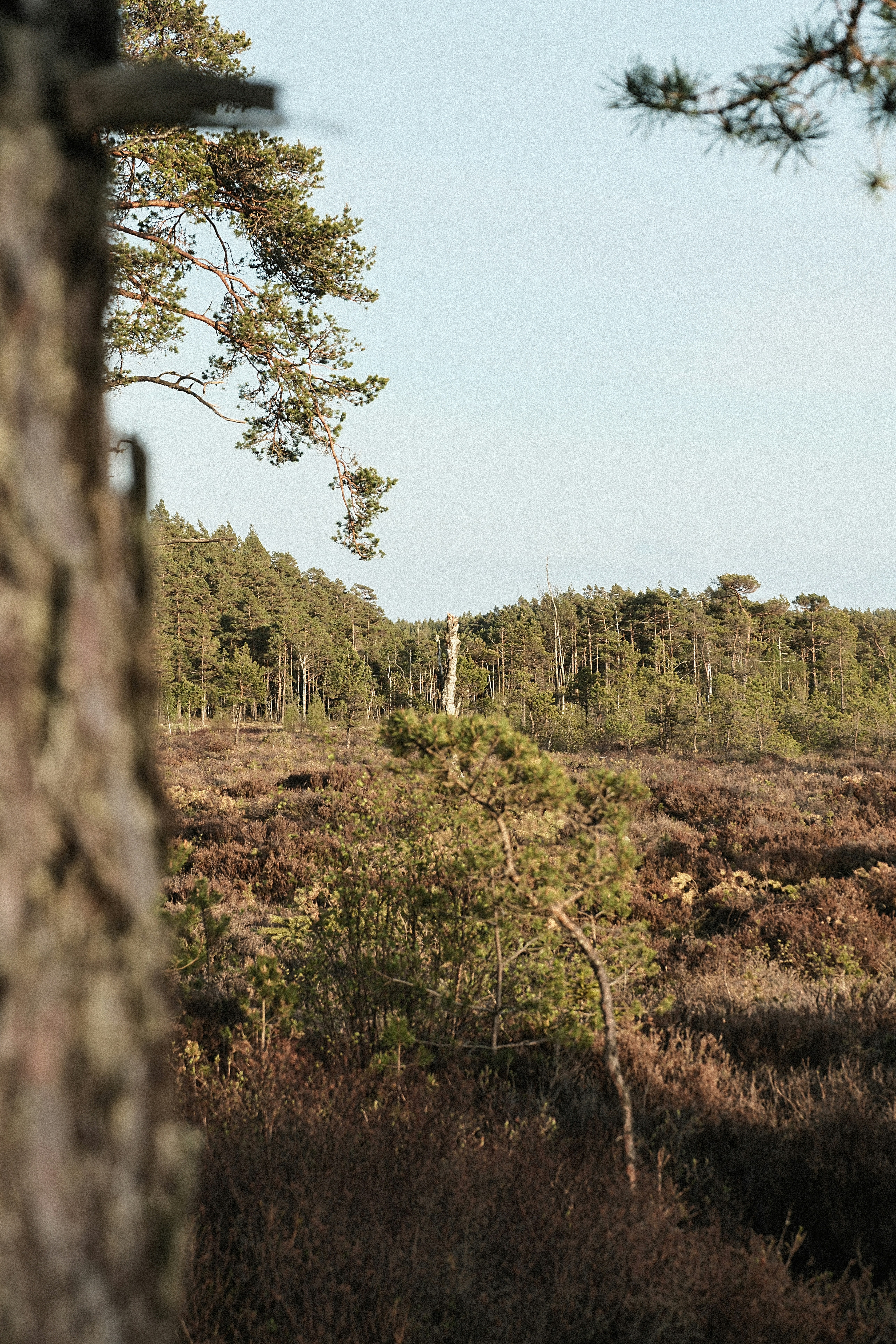 Quiet Moorland Gap: Pine Silhouette Beyond a Weathered Trunk