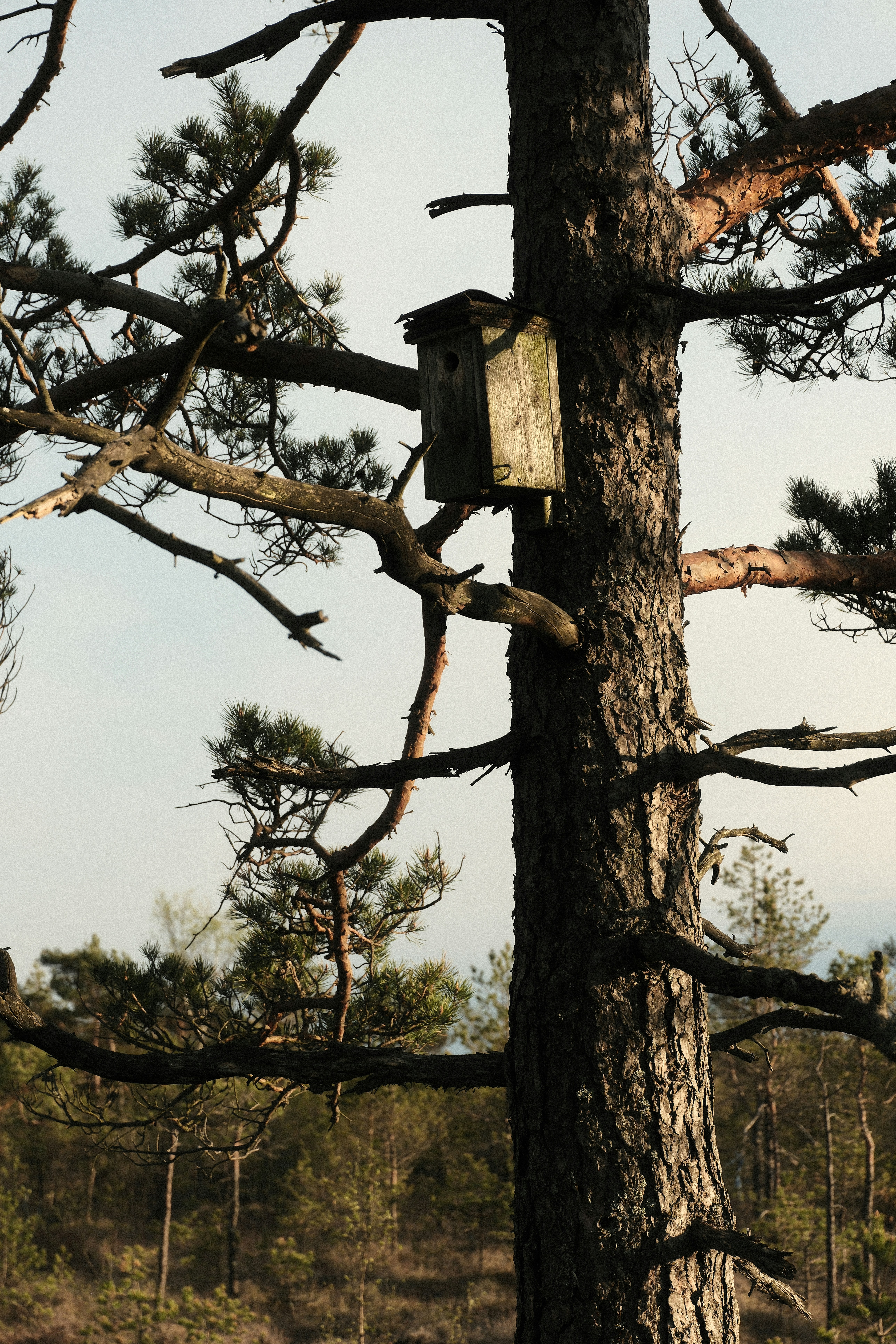 Tree-ward Sentinel: A Weathered Birdhouse Guarding the Pines