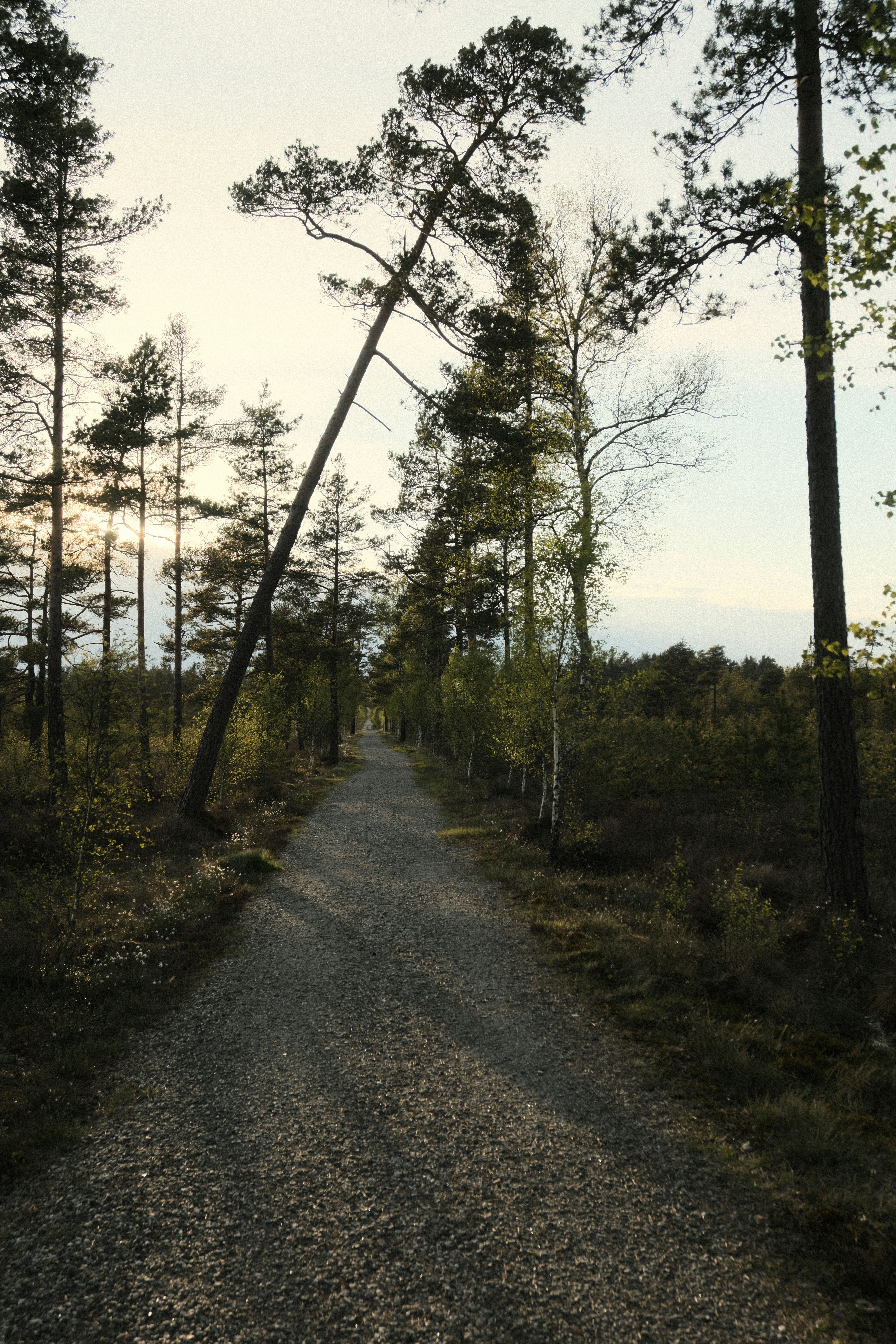 Path Through Quiet Pines at Dusk