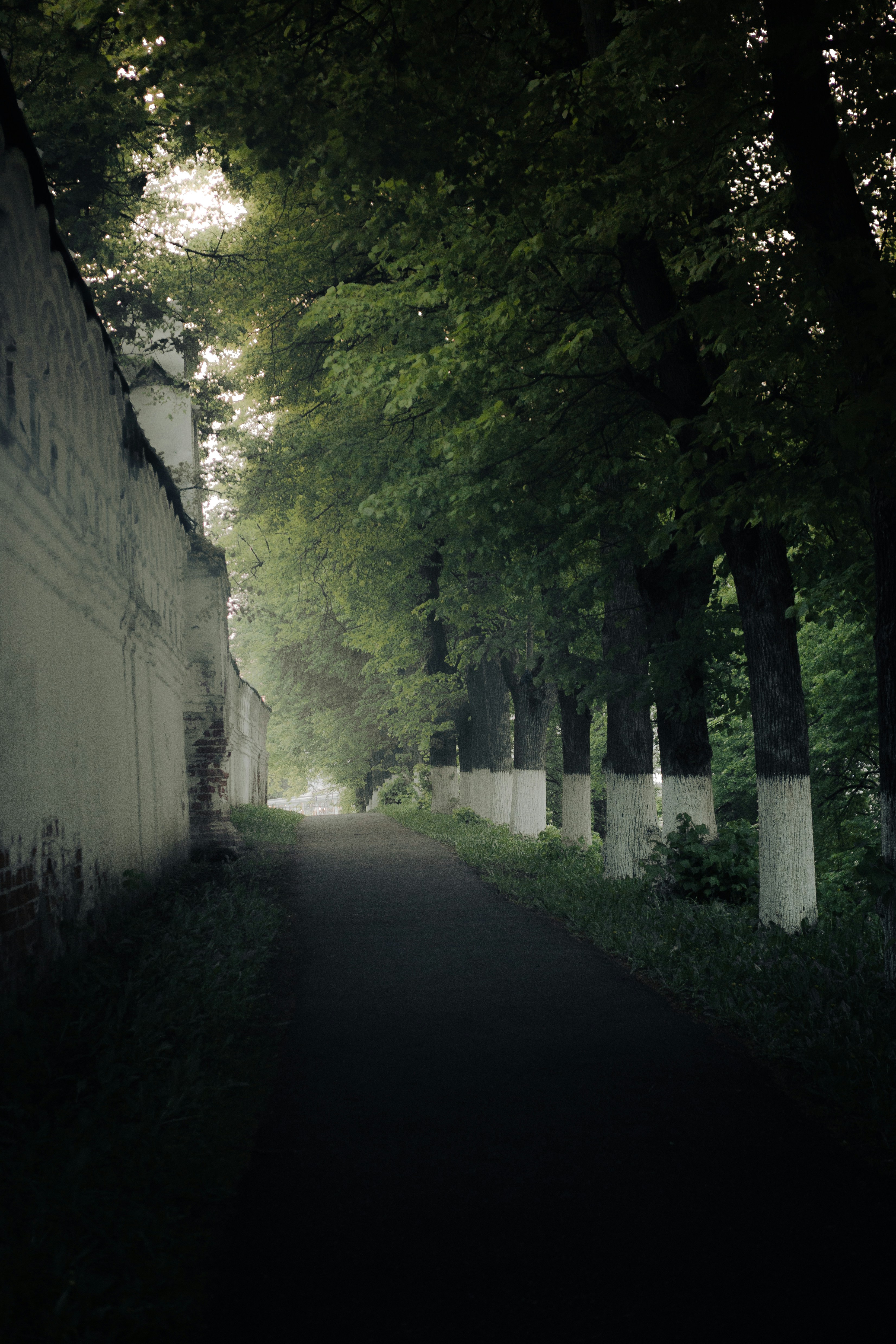 Tunnel of Shade: A Tree-lined Path Vanishing into Light