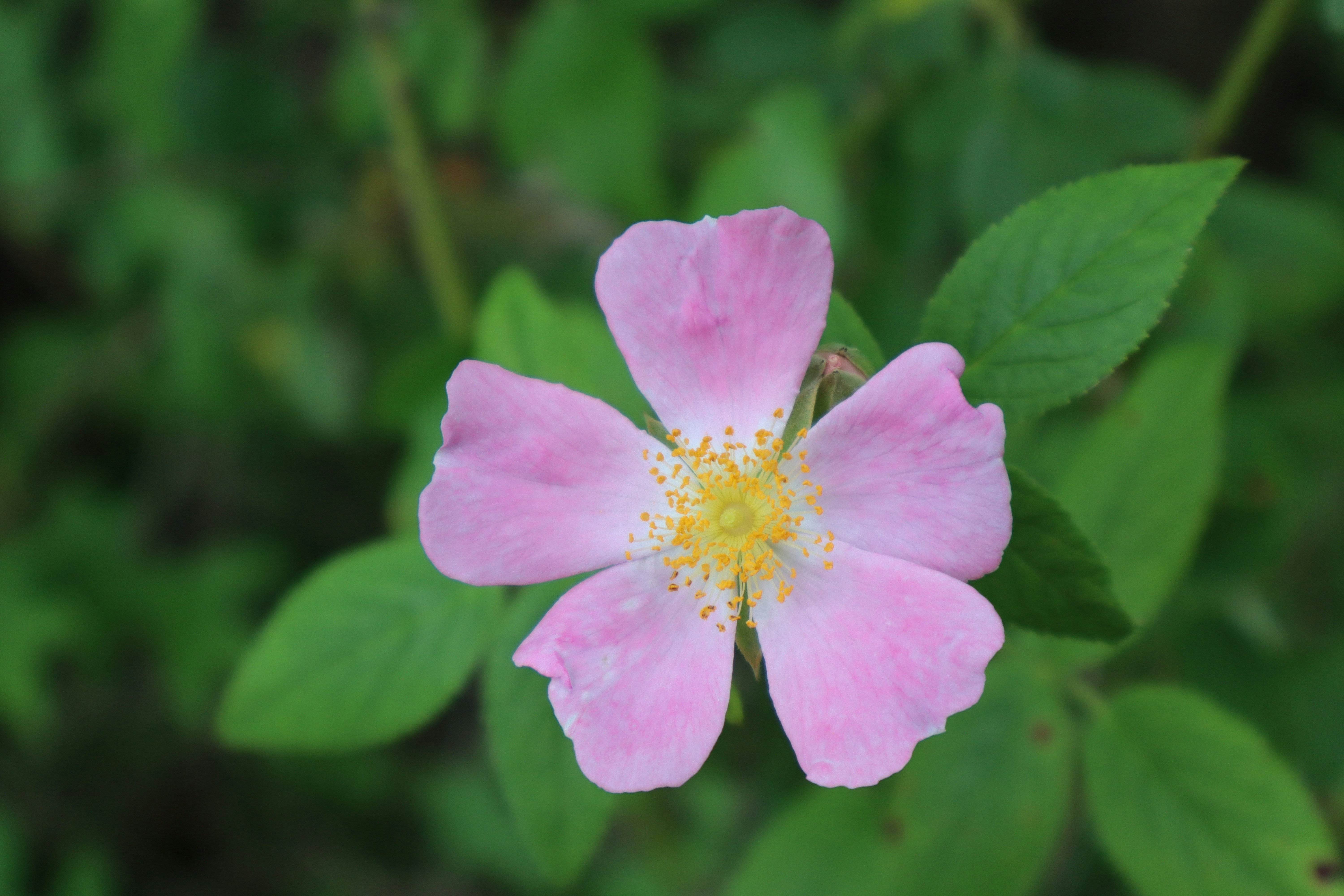 Pink Wildflower in Soft Focus Greenery