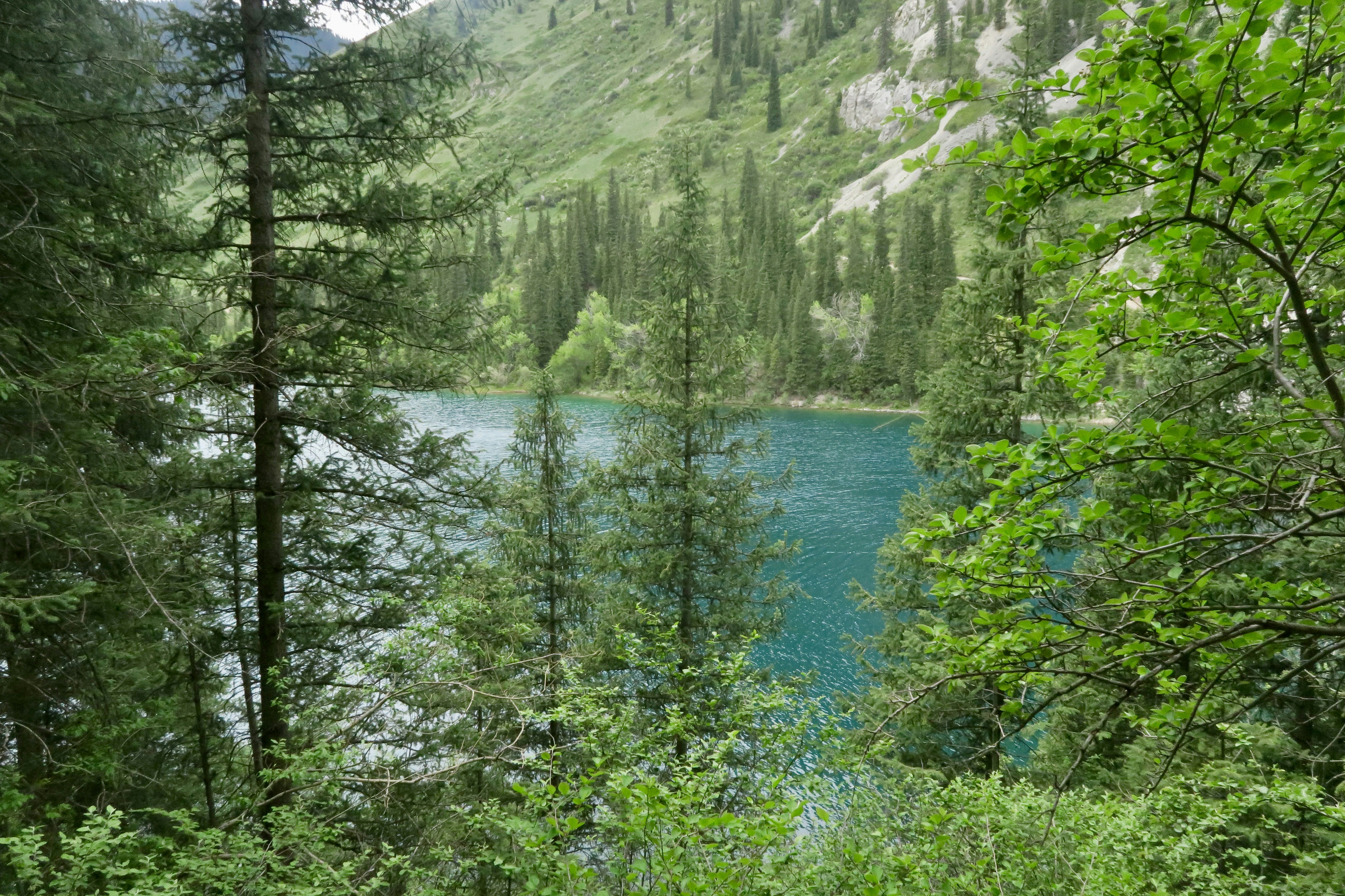 Teal Mirror: A Quiet Alpine Lake Framed by Pines