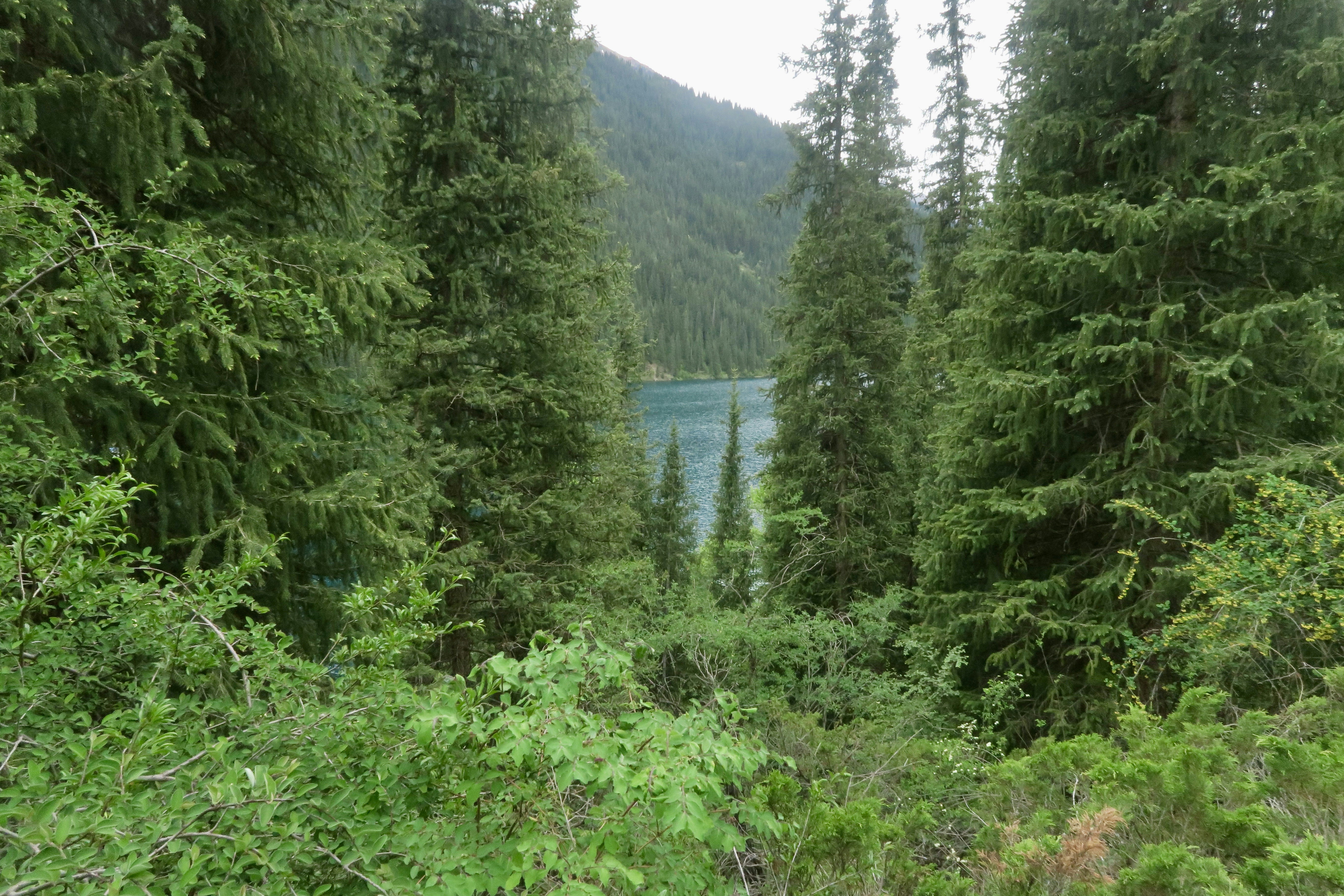 Hidden Lake Vista: A Conifer Passage Opens to a Mountain Lake