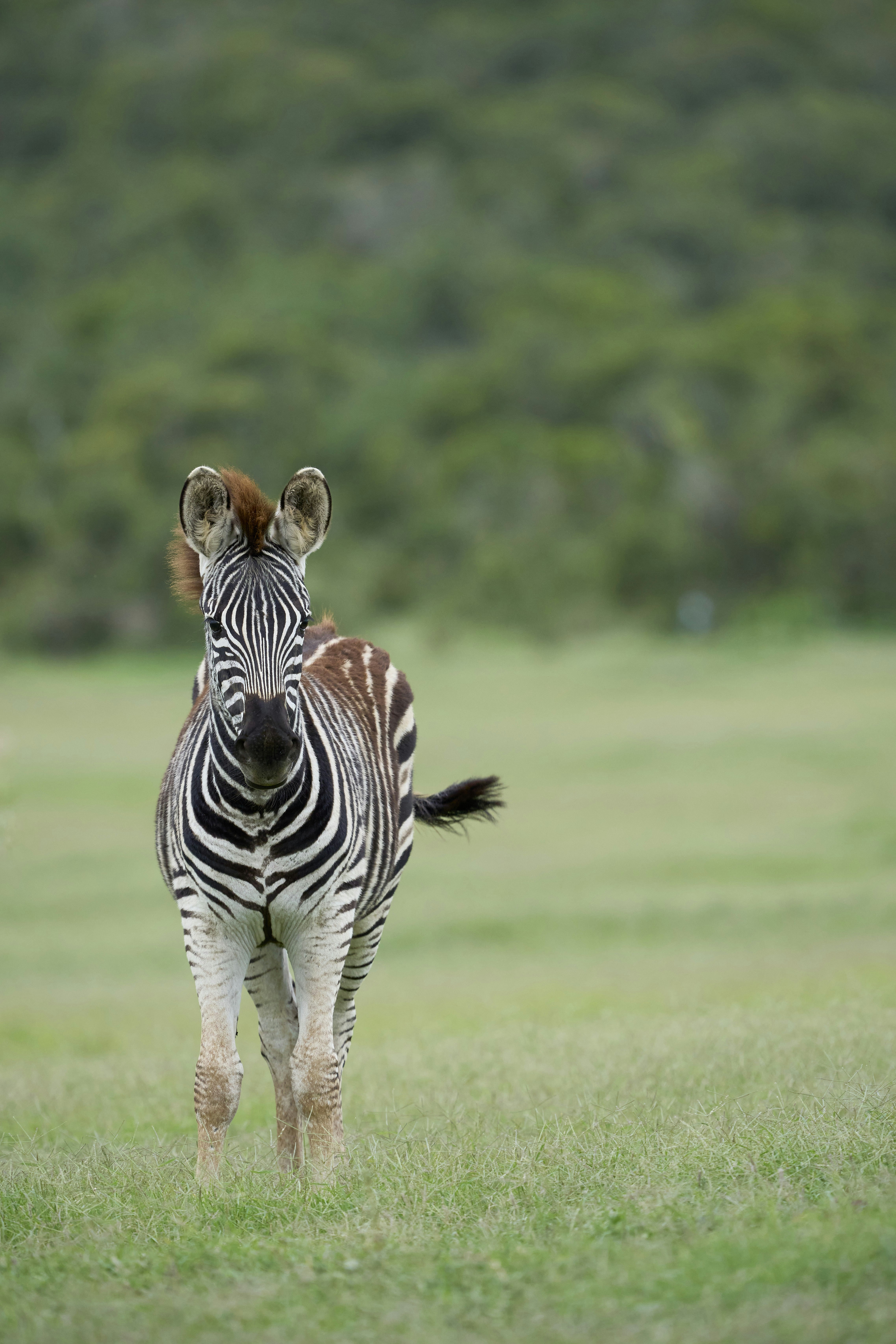 Zebra in Focus: Stripes and Serengeti Silence