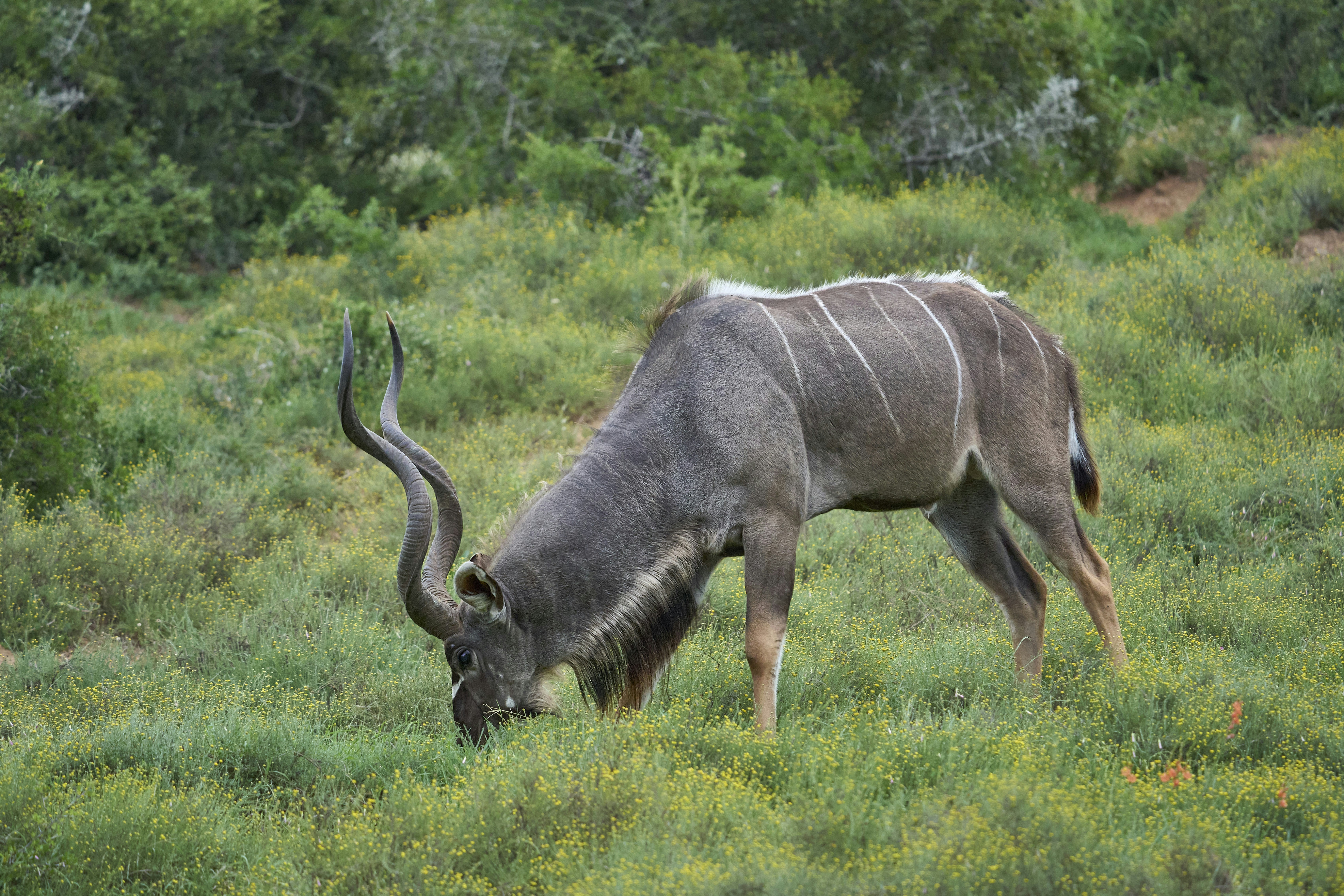 Grazing Kalahari: A Wildebeest Pauses Among Yellow Blooms