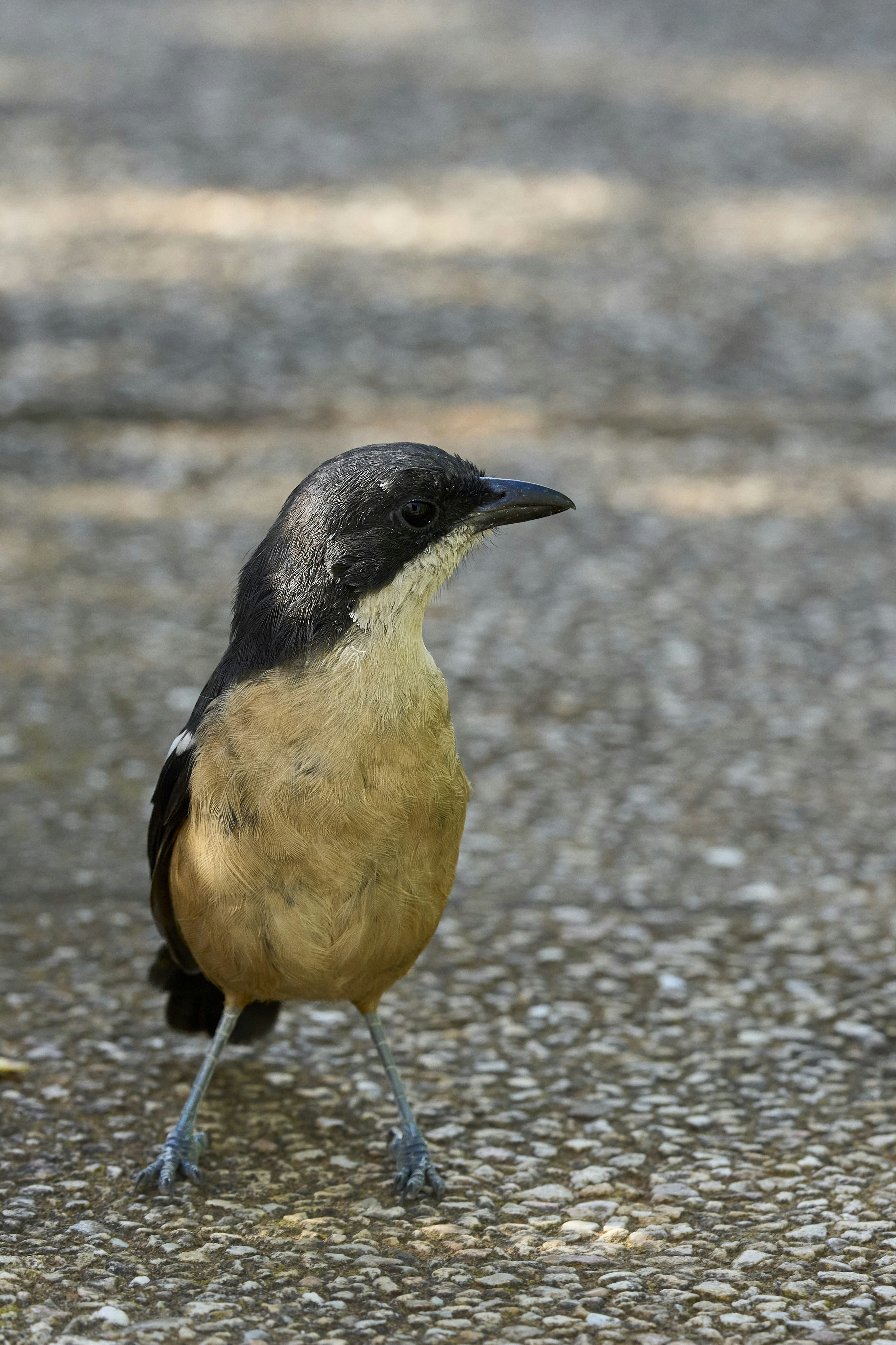 Grounded Stare: A Songbird Pauses on a Pebble Path