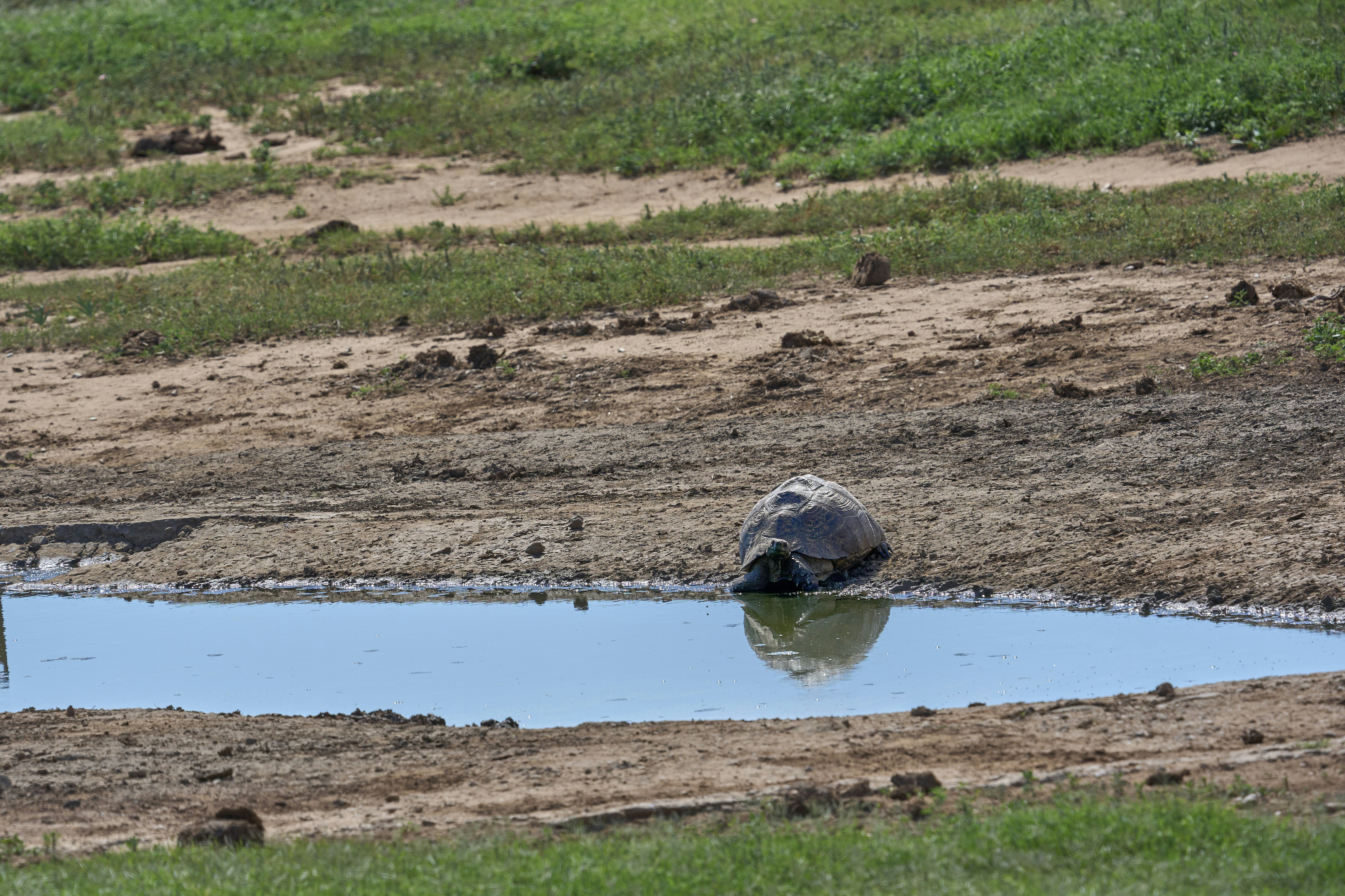 A solitary turtle rests in a shallow pool along a muddy riverside