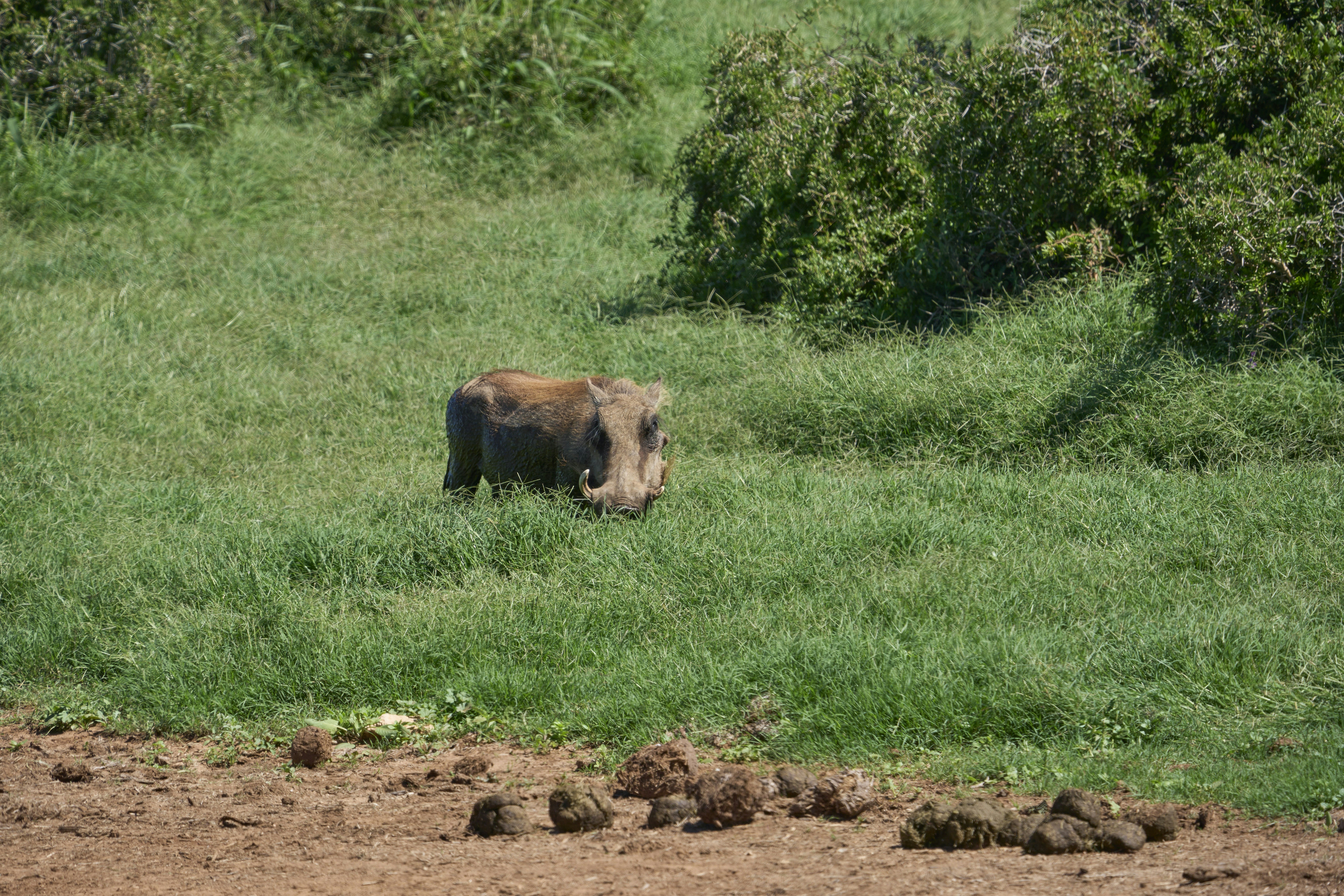 Wild Boar in Grassland: Solo Presence on the Verge of the Clearing