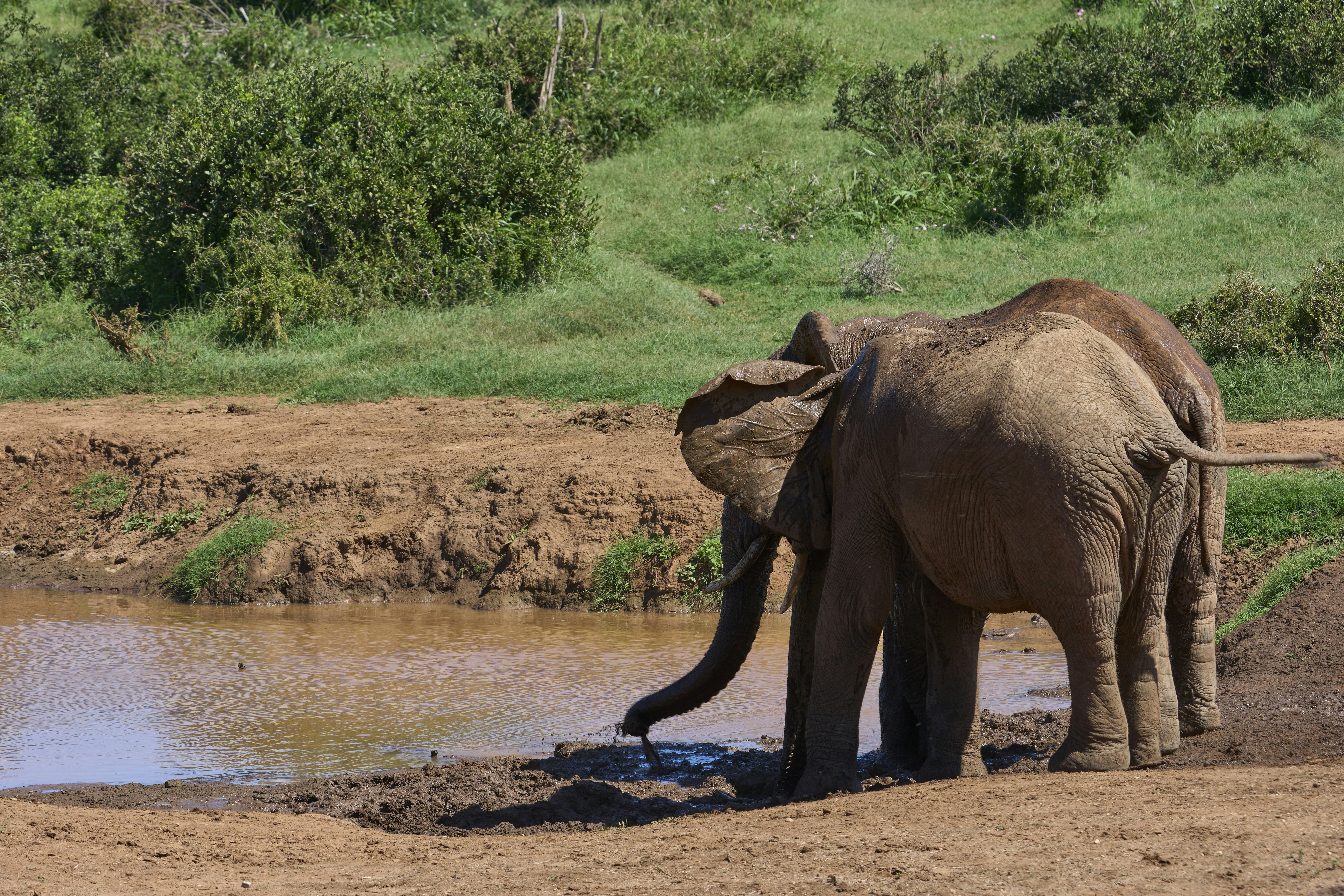 Mud Bath at Dusk: A Pair of Elephants by the Riverbank