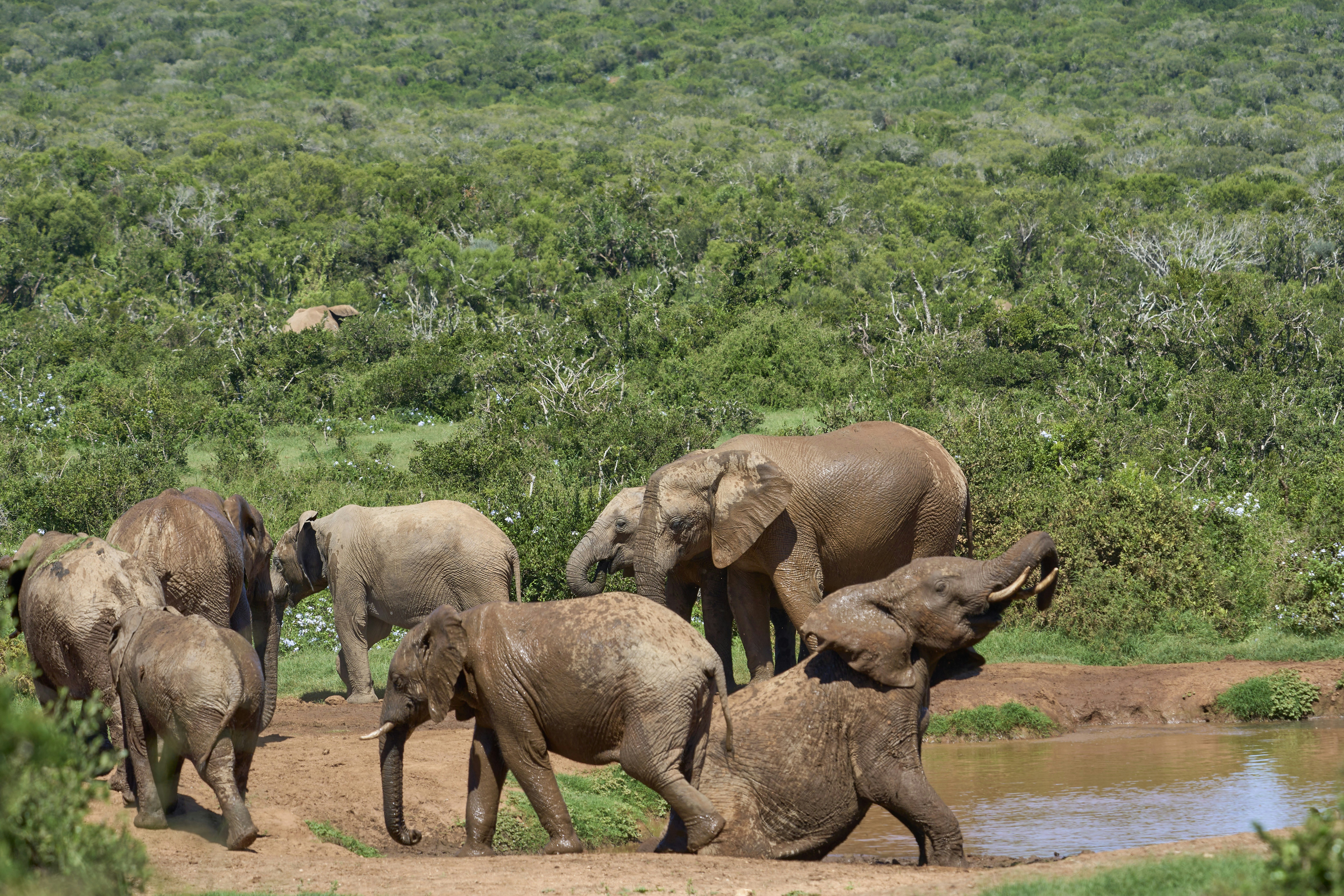 Herd of Elephants by Muddy Water in Savanna Clearing