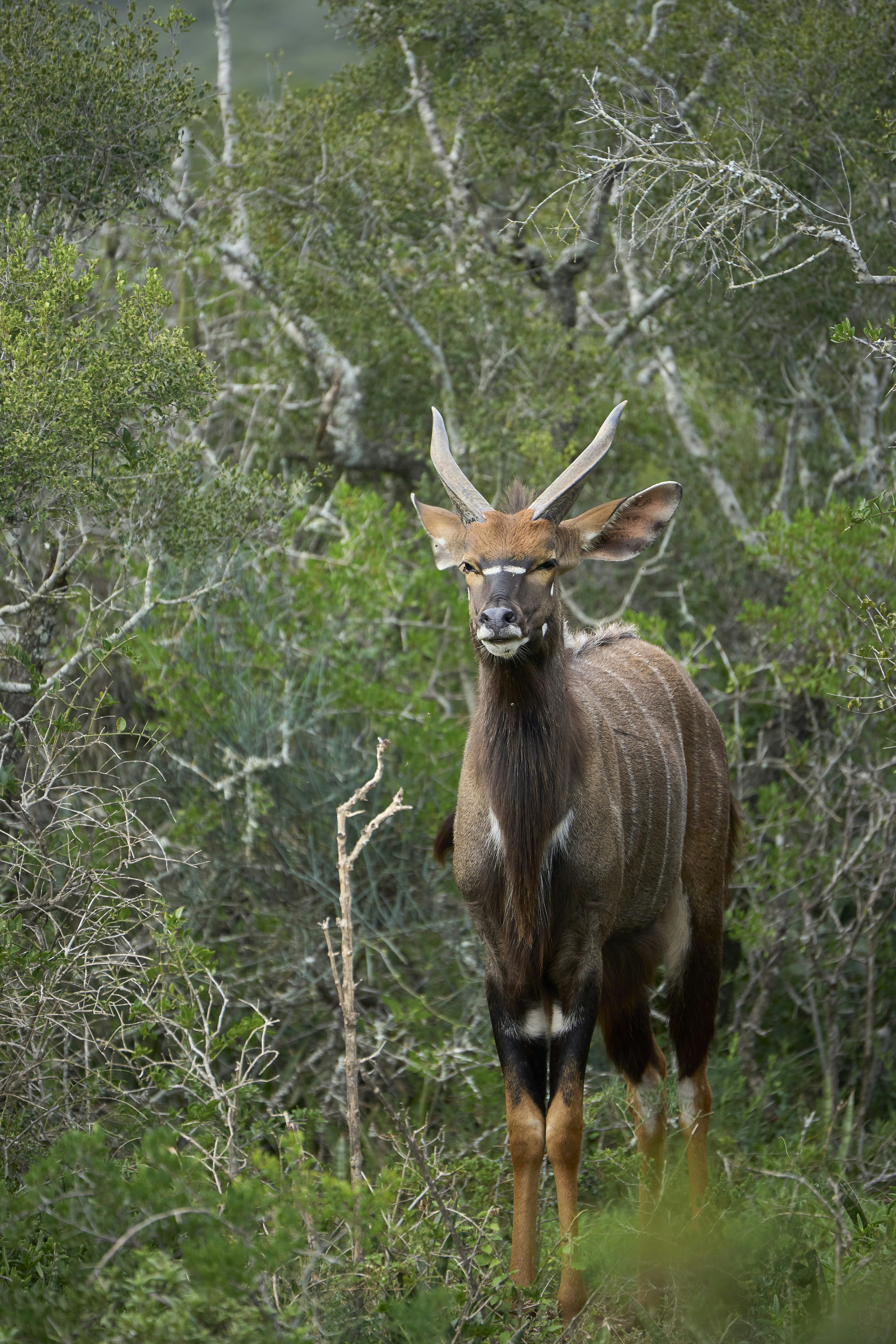 Majestic Nyala Stance Amid Garlands of Green