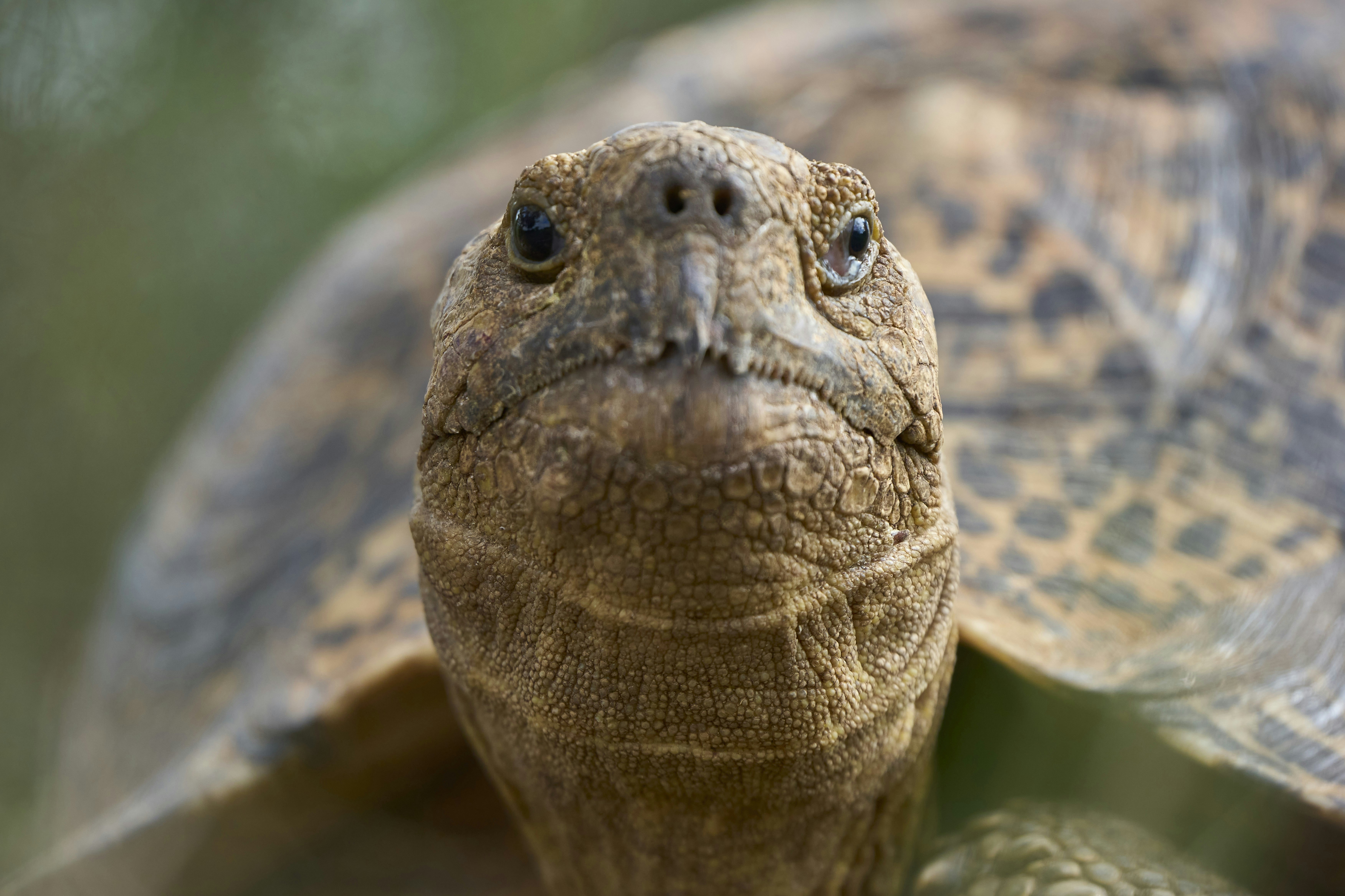 Close-Up of a Sea Turtle's Gaze: Weathered Carapace and Gentle Eyes