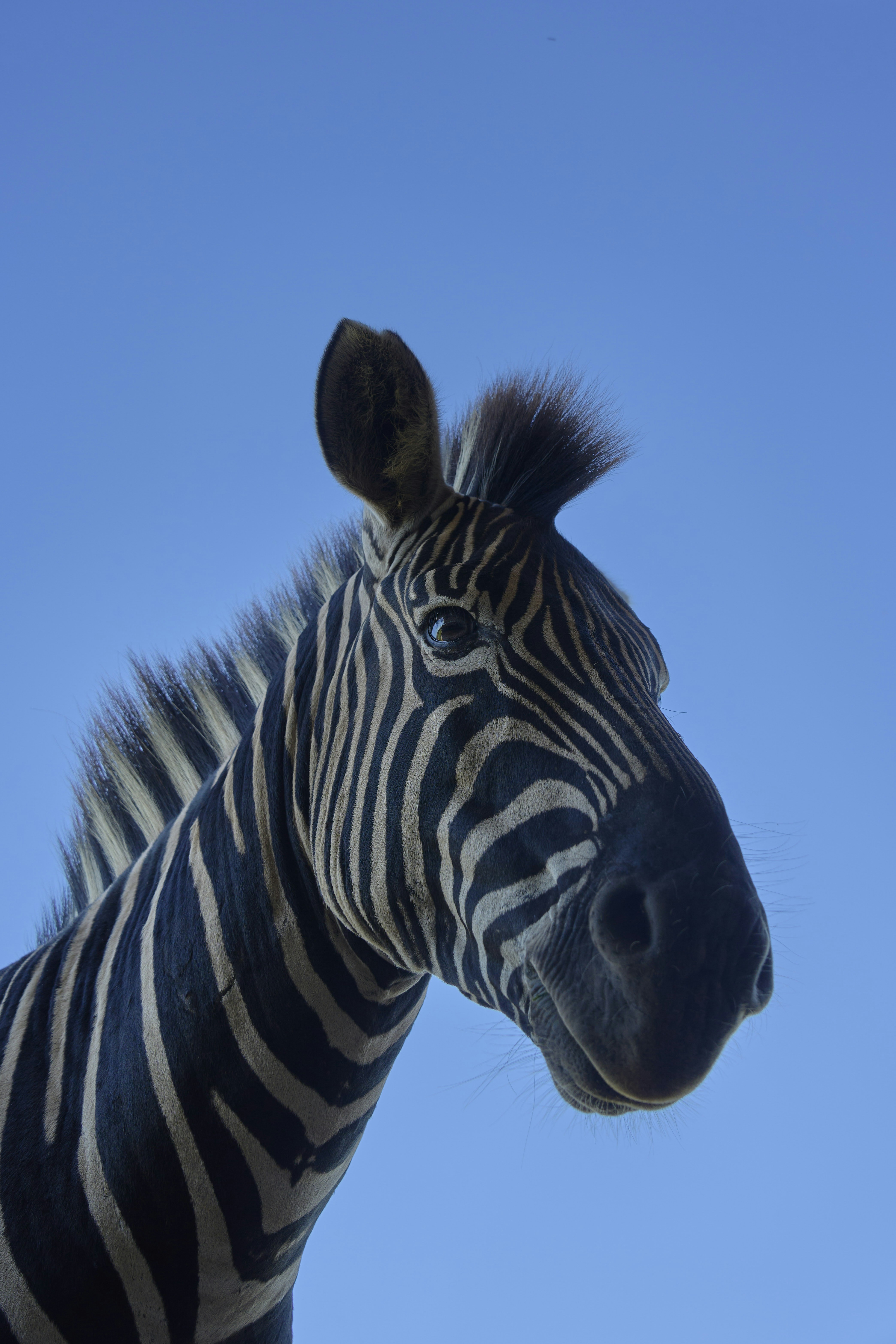 Zebra Portrait Against a Clear Blue Sky