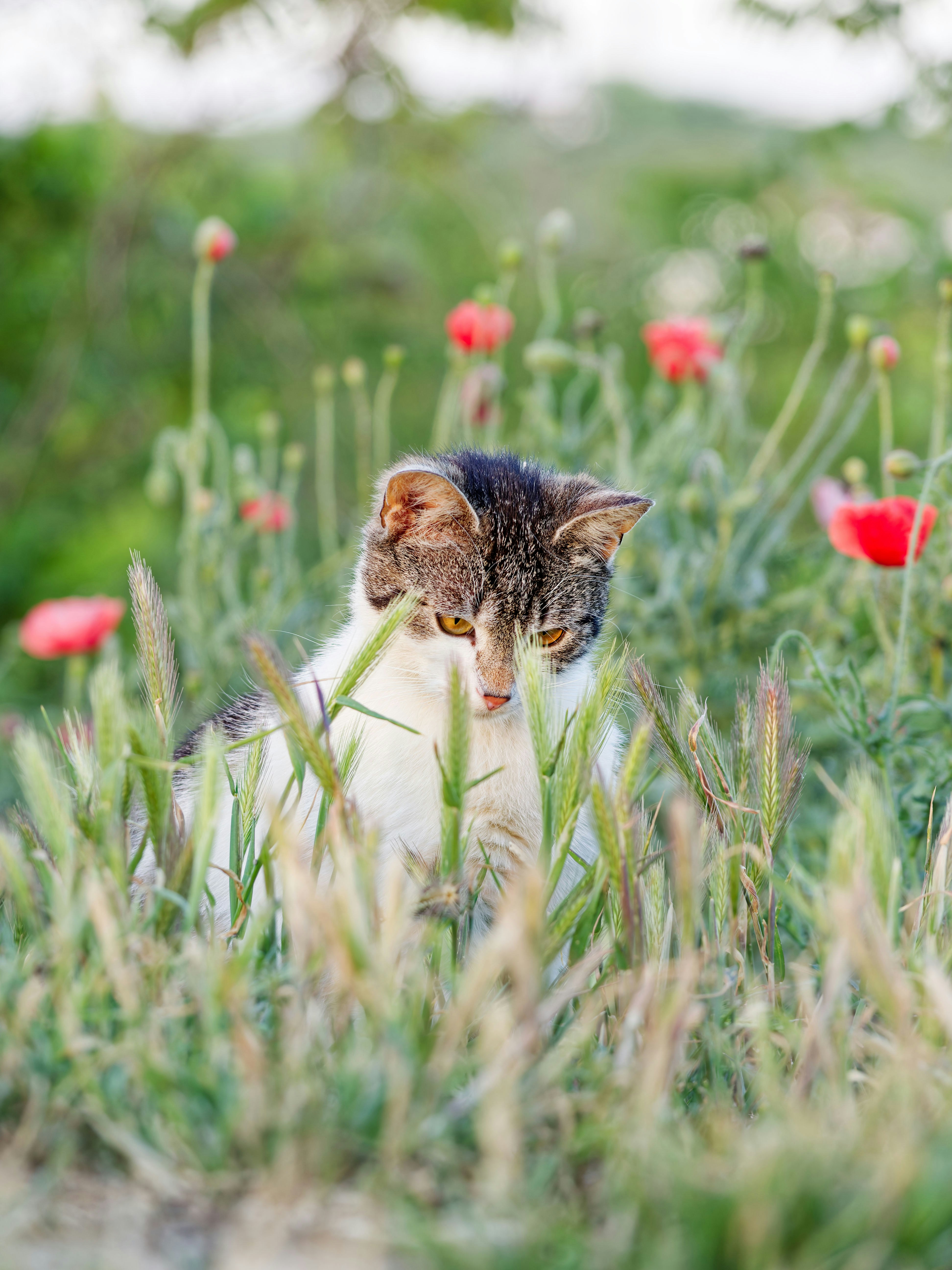 Hidden in the Meadow: a Cat’s Quiet Glance Among Red Poppies