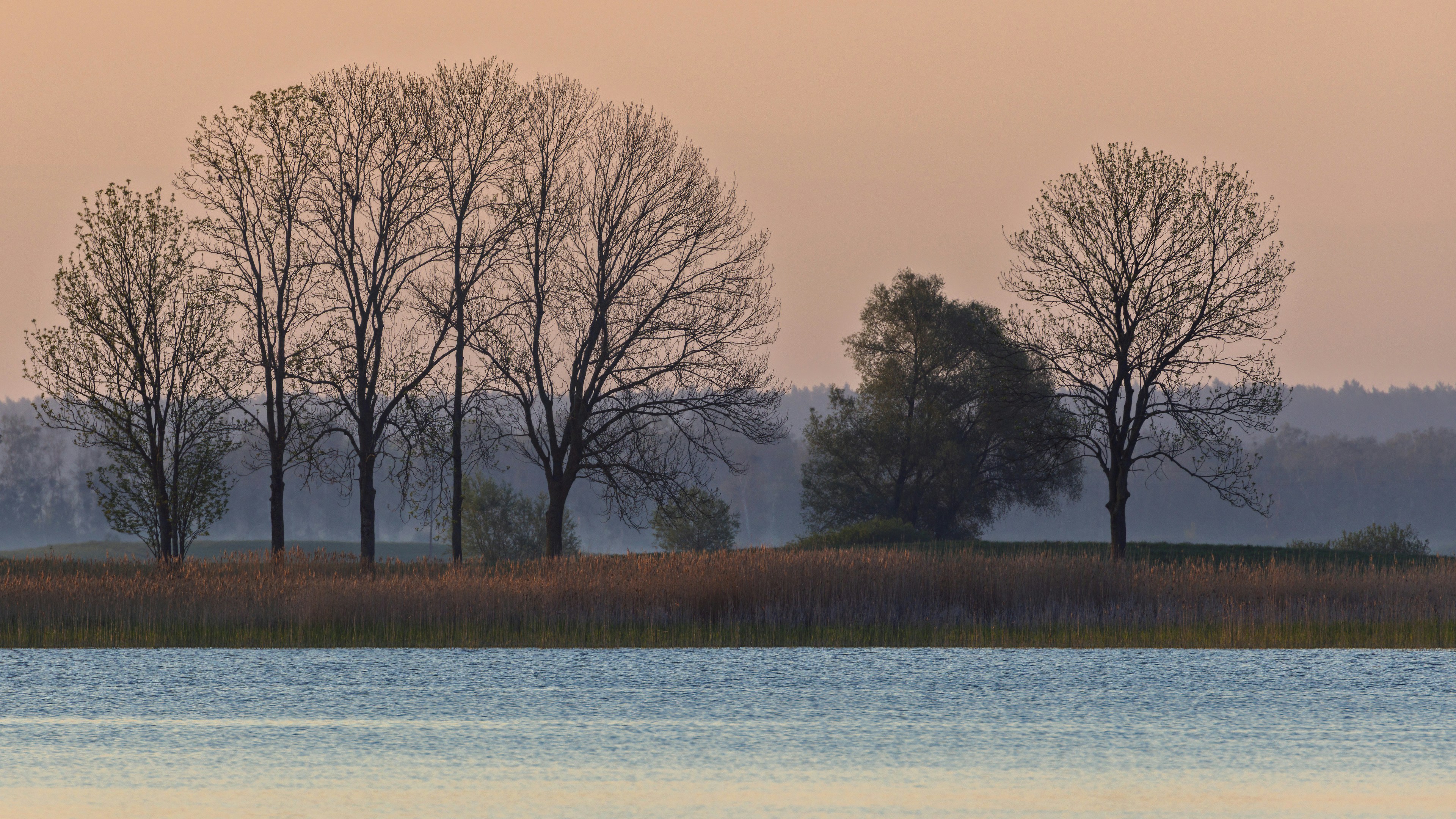 Silent Grove at Dusk over Calm Water