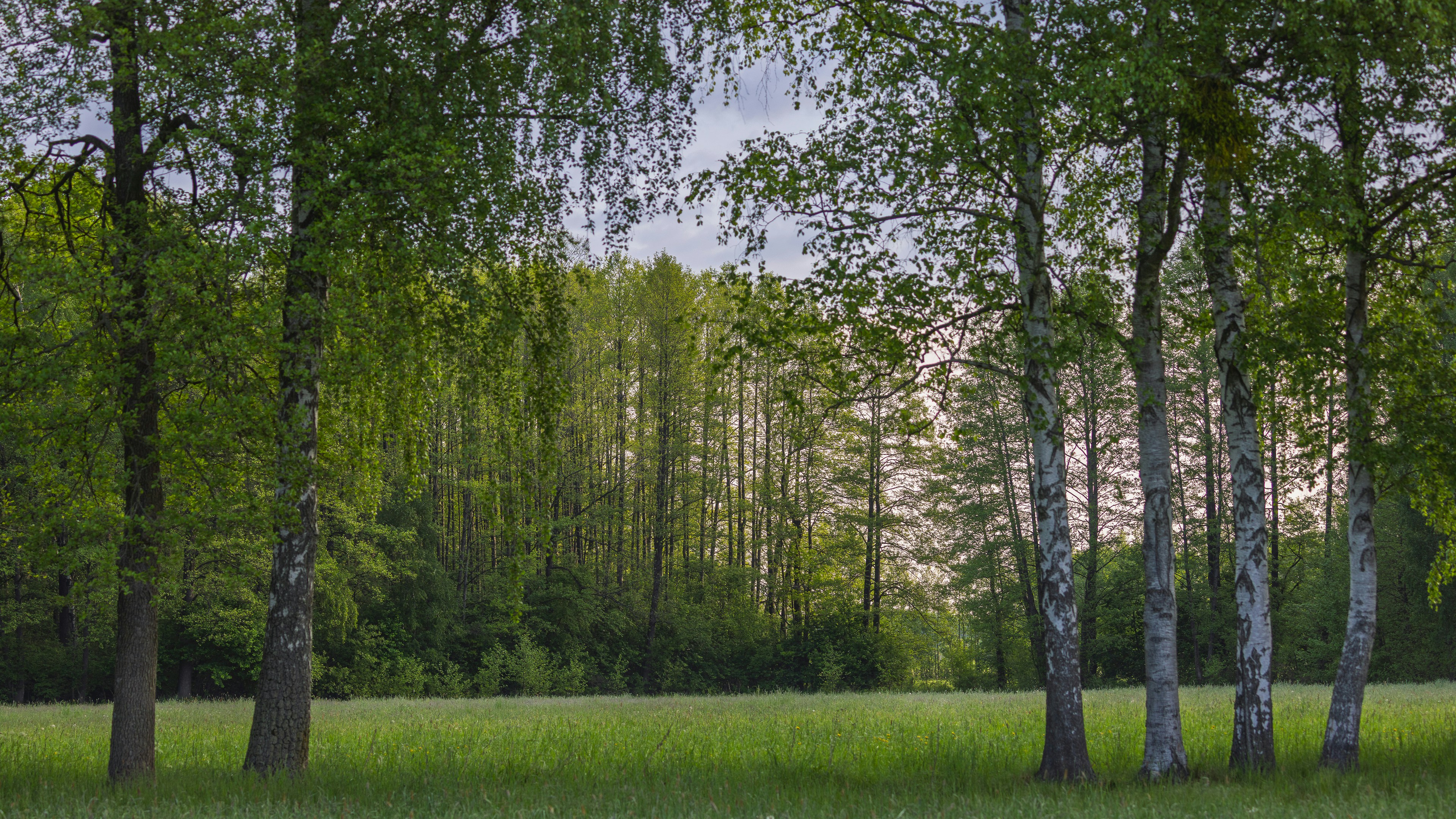 Sunlit Clearing at the Edge of the Birch Line