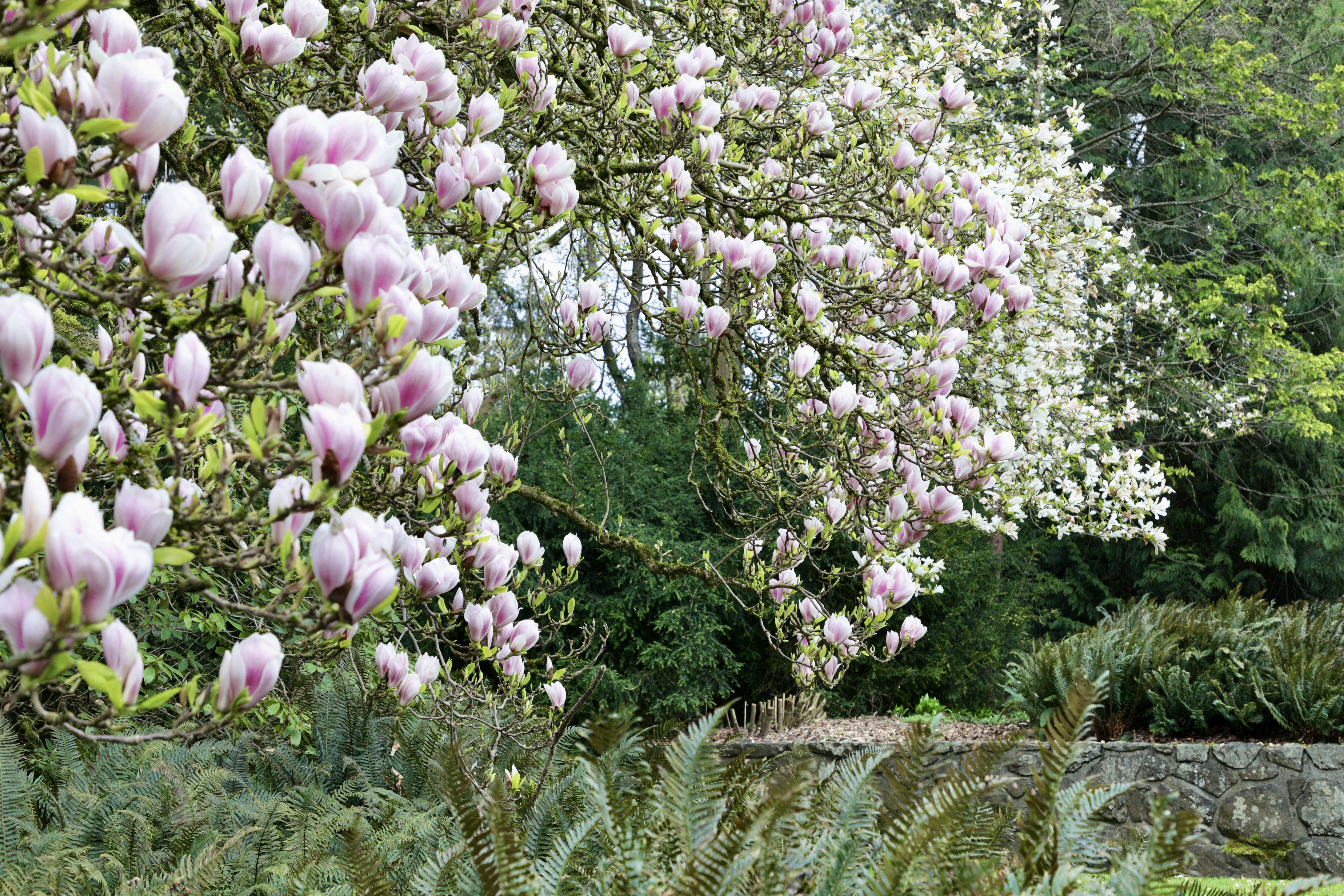 Blossoms Over Ferns: A Quiet Garden Scene