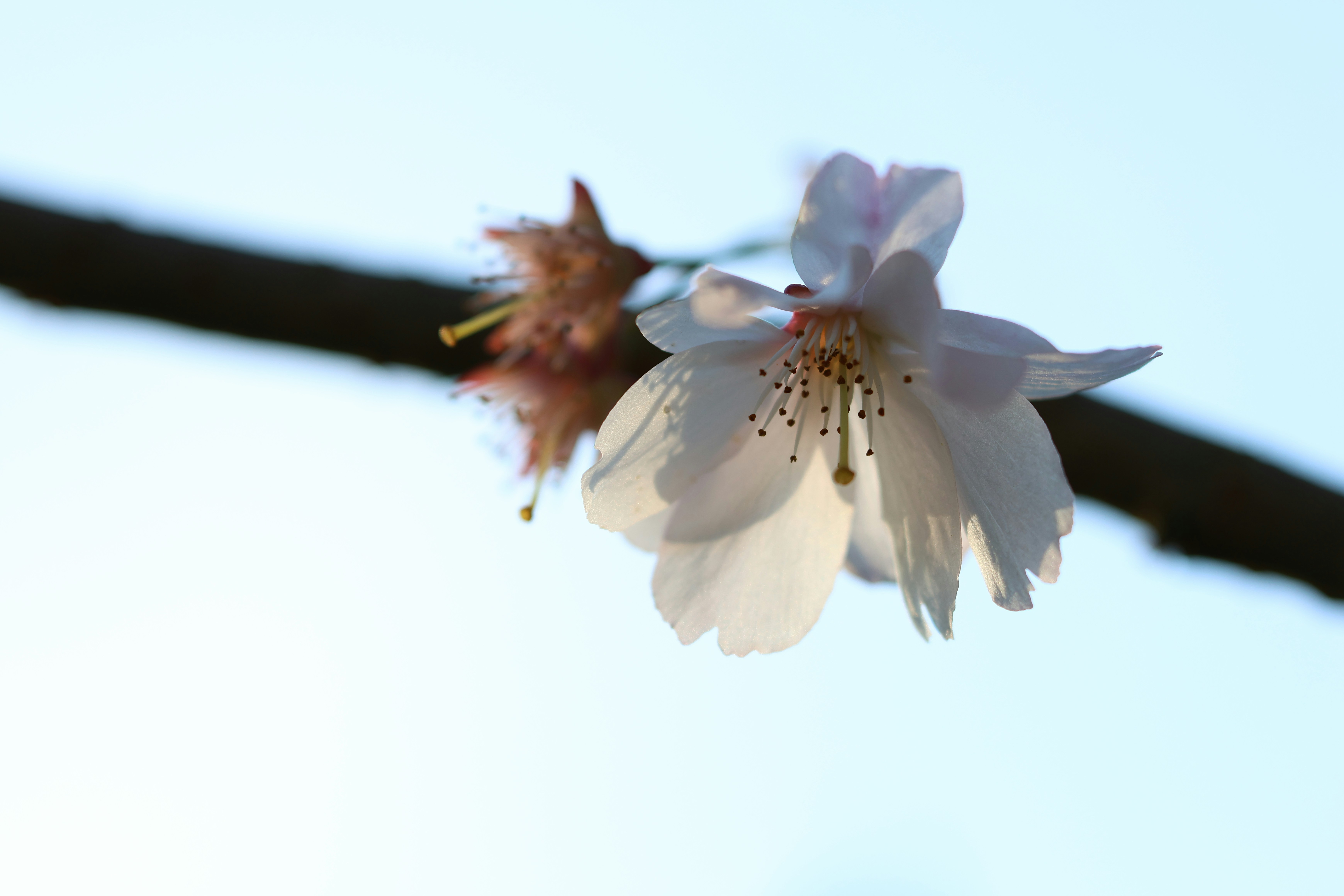 Near-Edge Bloom: A Delicate Cherry Blossom against a Pale Sky
