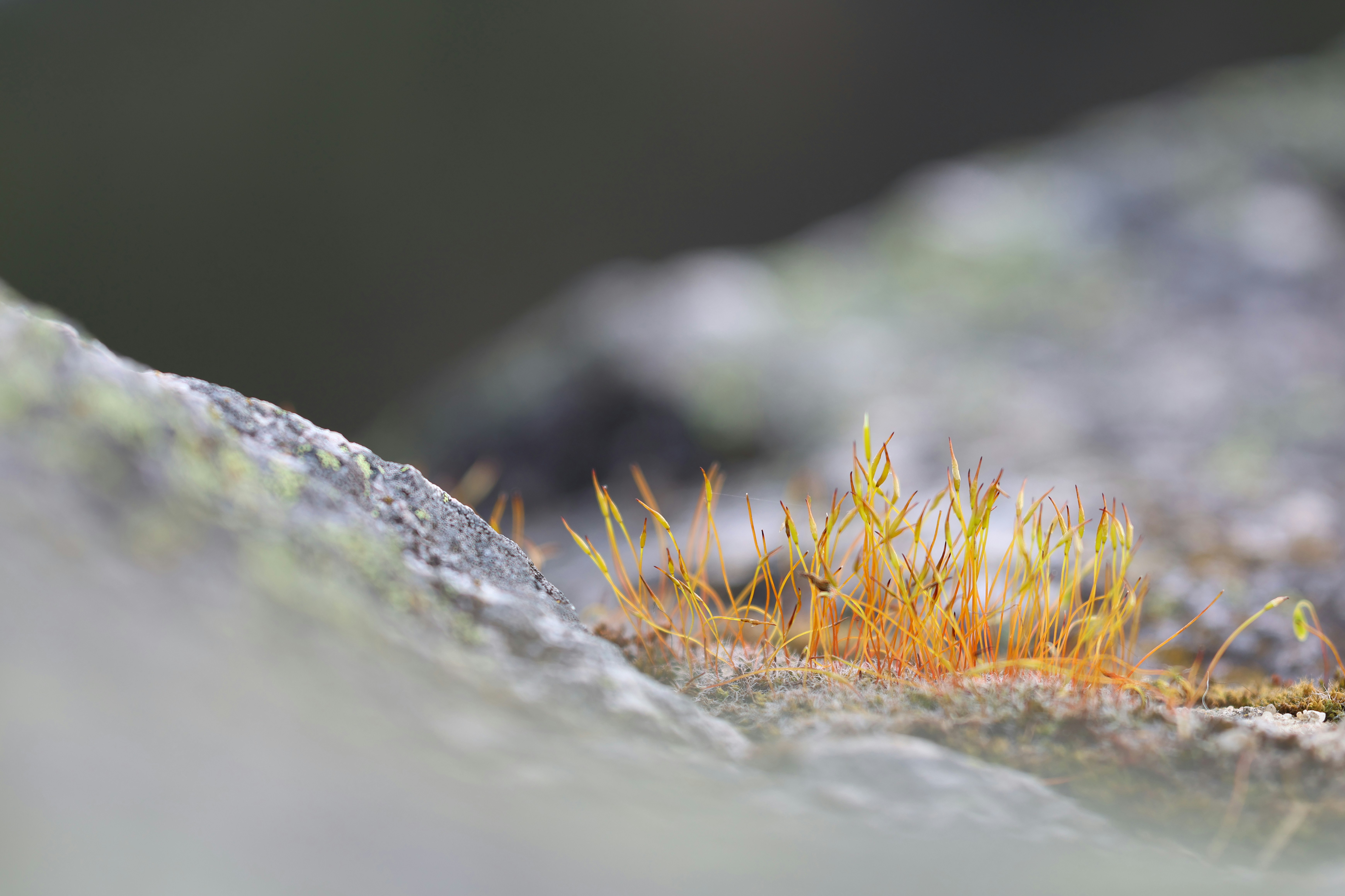 Orange moss tuft on a sunlit rock edge