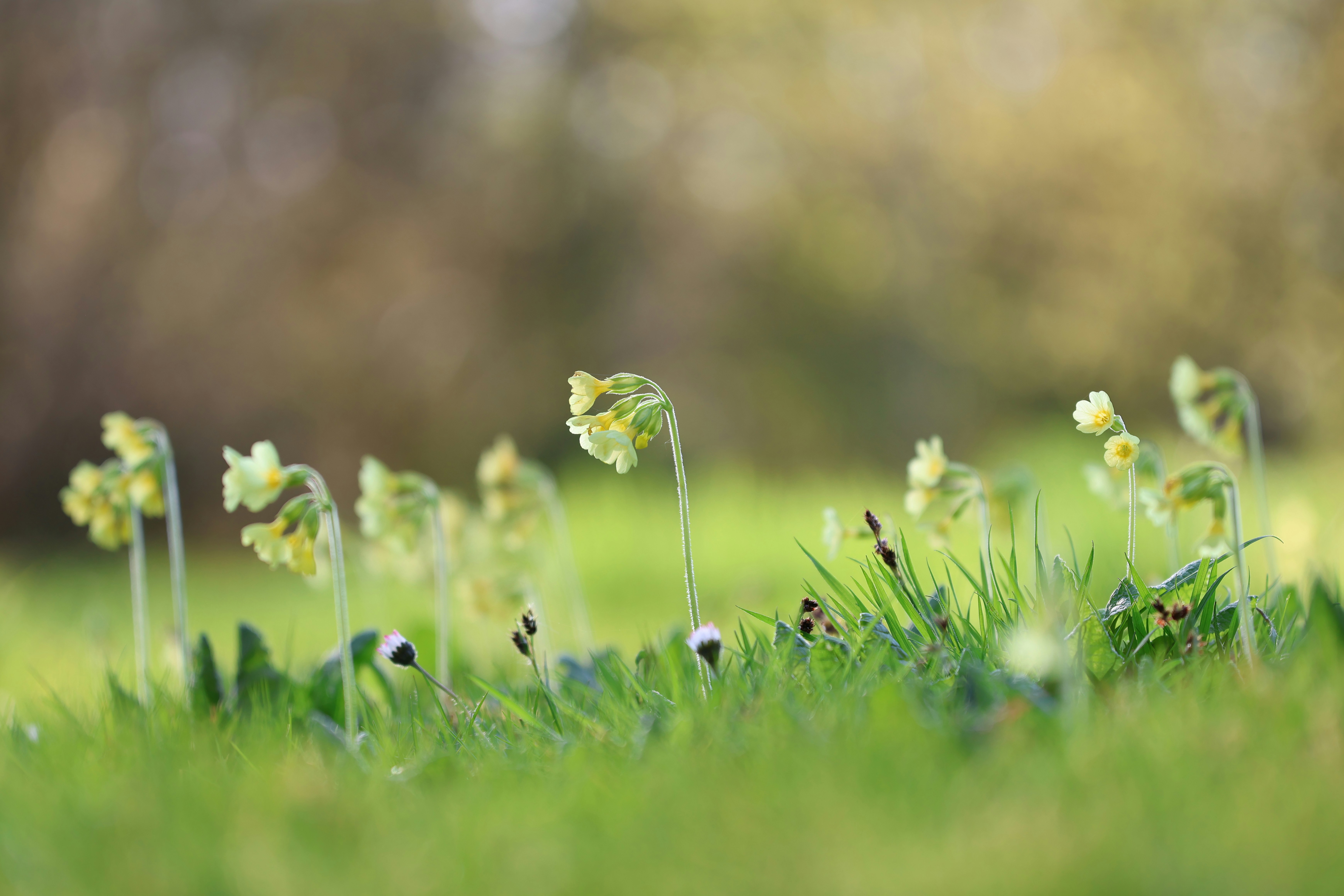 Dandelions in a Quiet Meadow: Gentle Curves of Spring