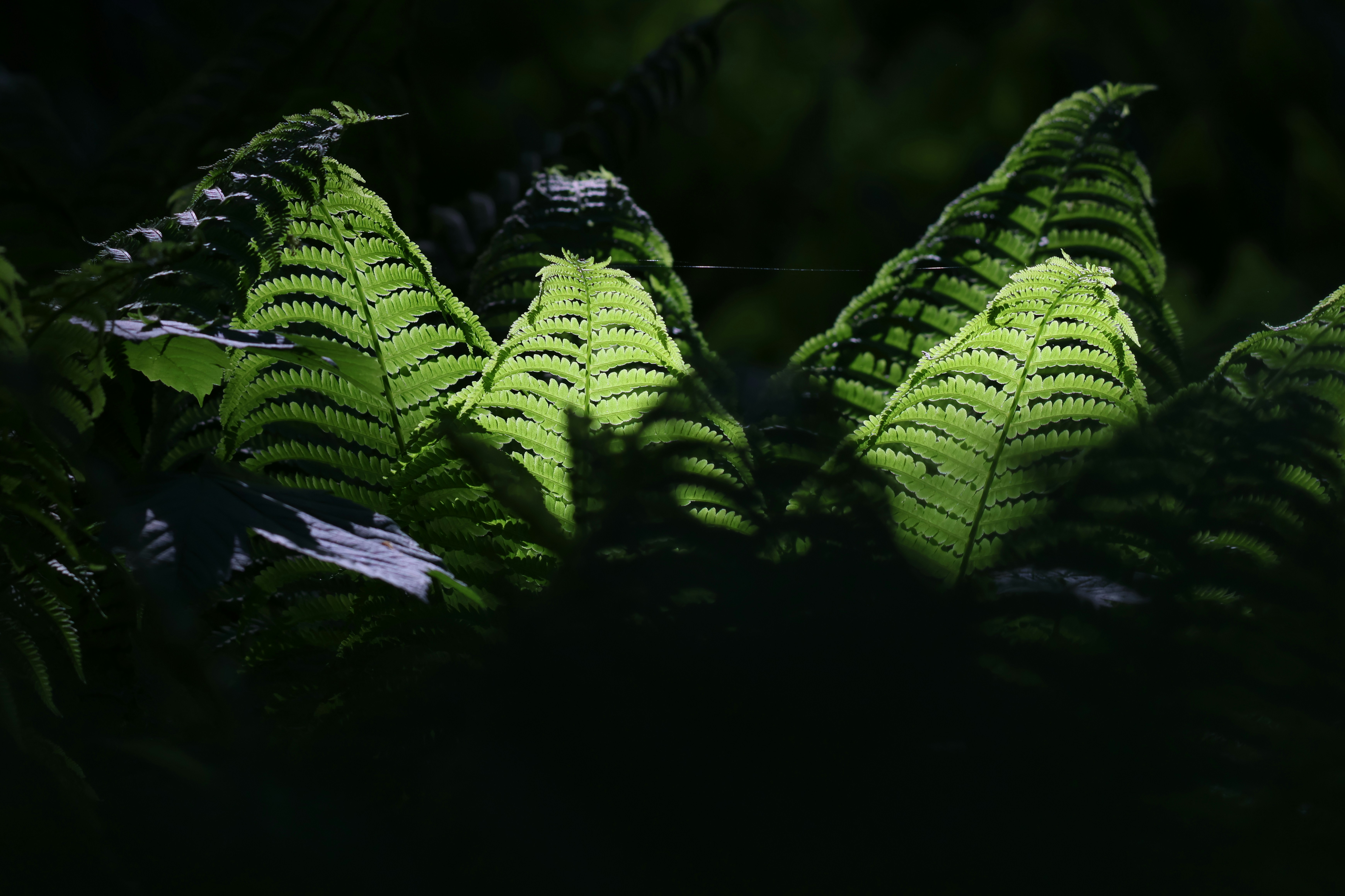 Sunlit Ferns Break Through the Shadows
