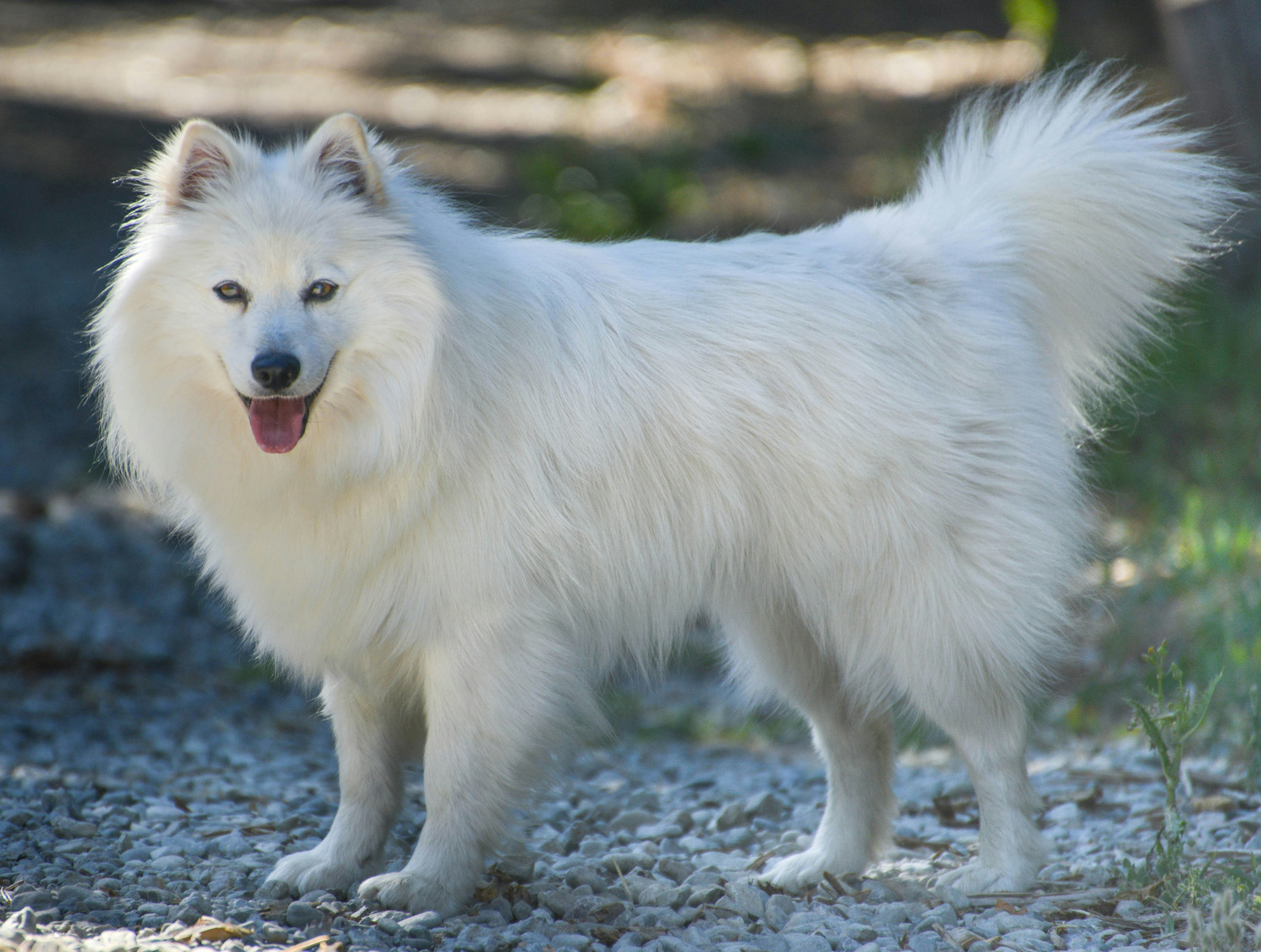 White Husky in Sunlit Gravel Path