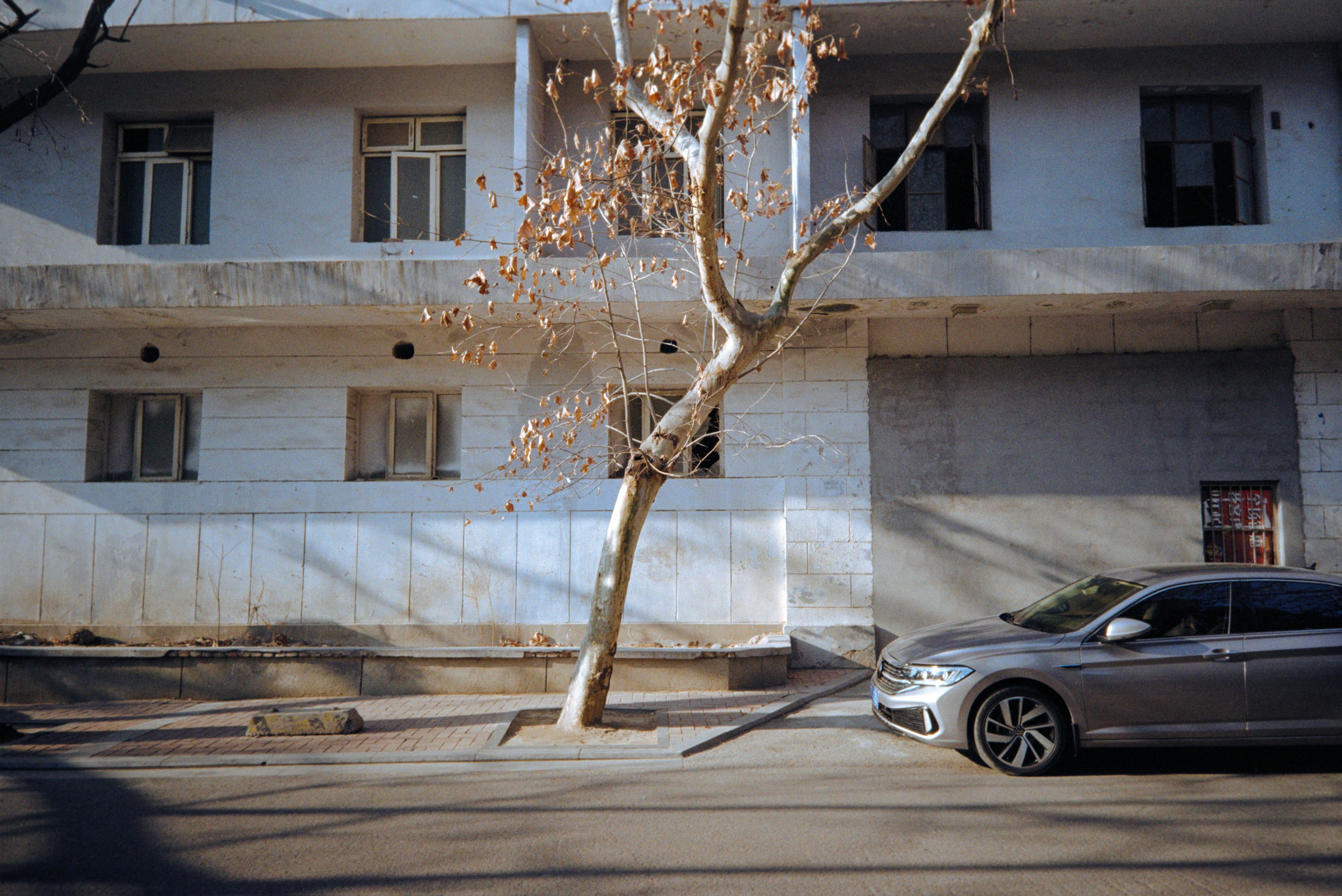 Decaying Tree takes the curbside spotlight against a quiet urban facade