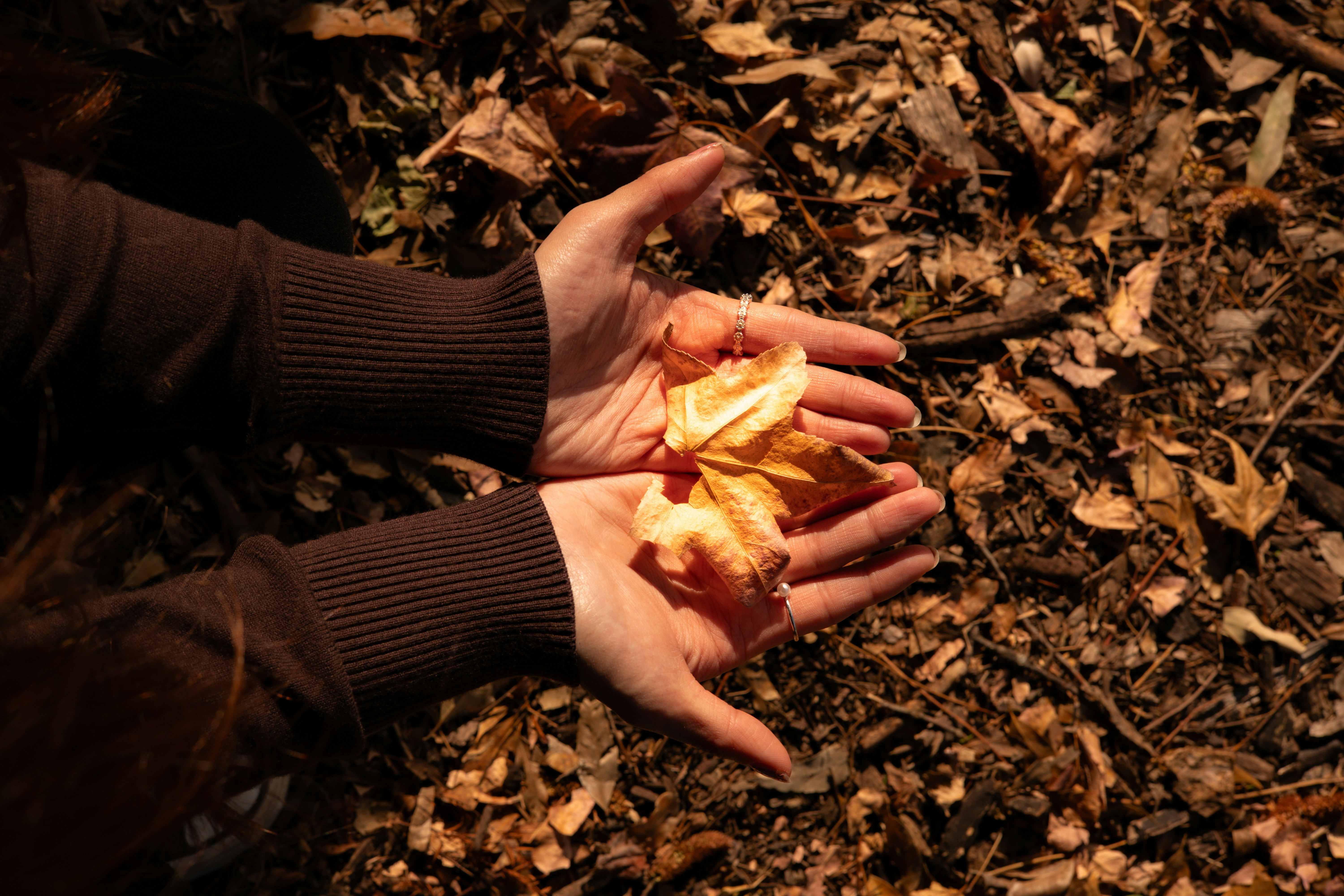 Autumn Hands: Palms Cradling a Scatter of Leaves