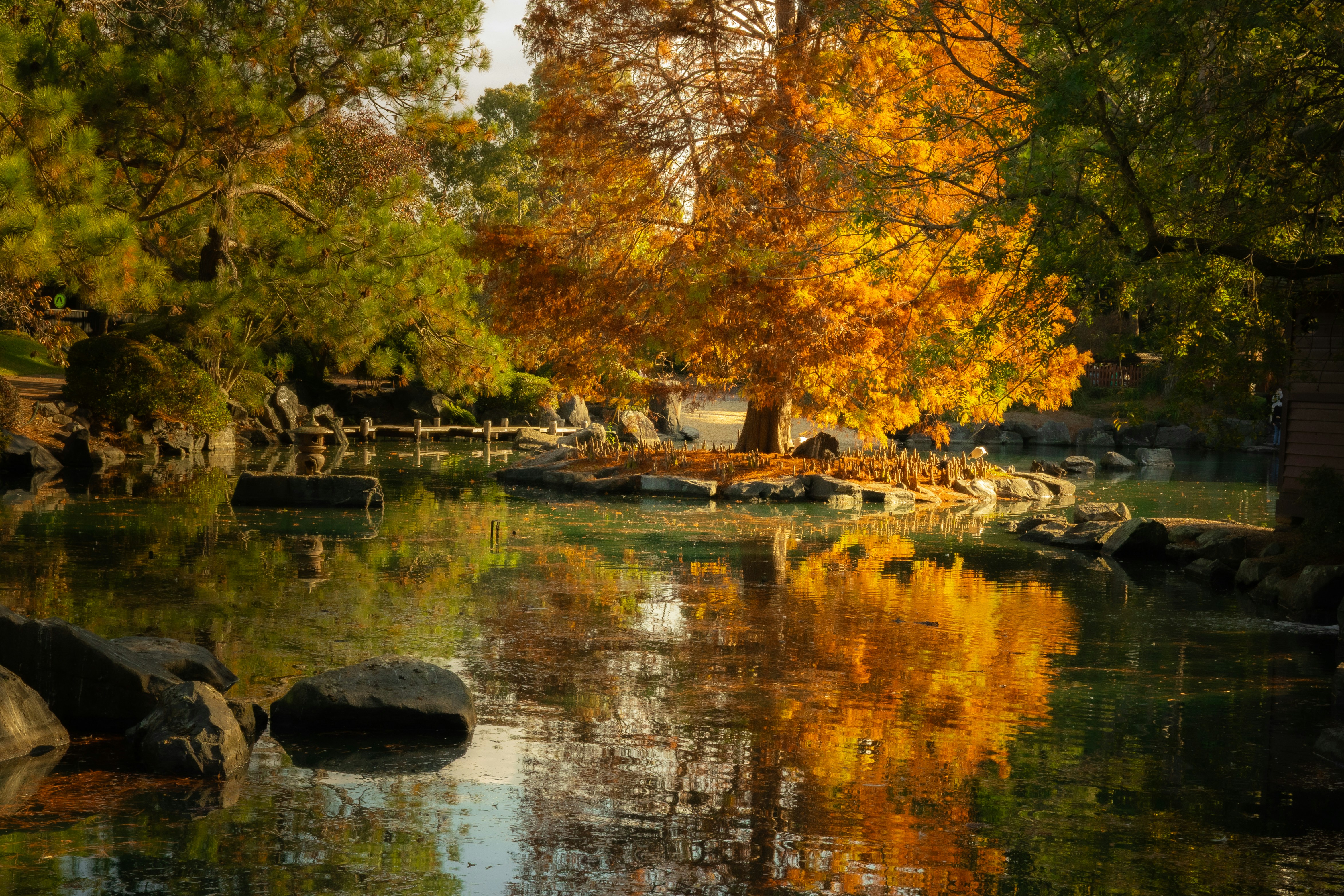 Autumn Reverie on a Quiet Pond