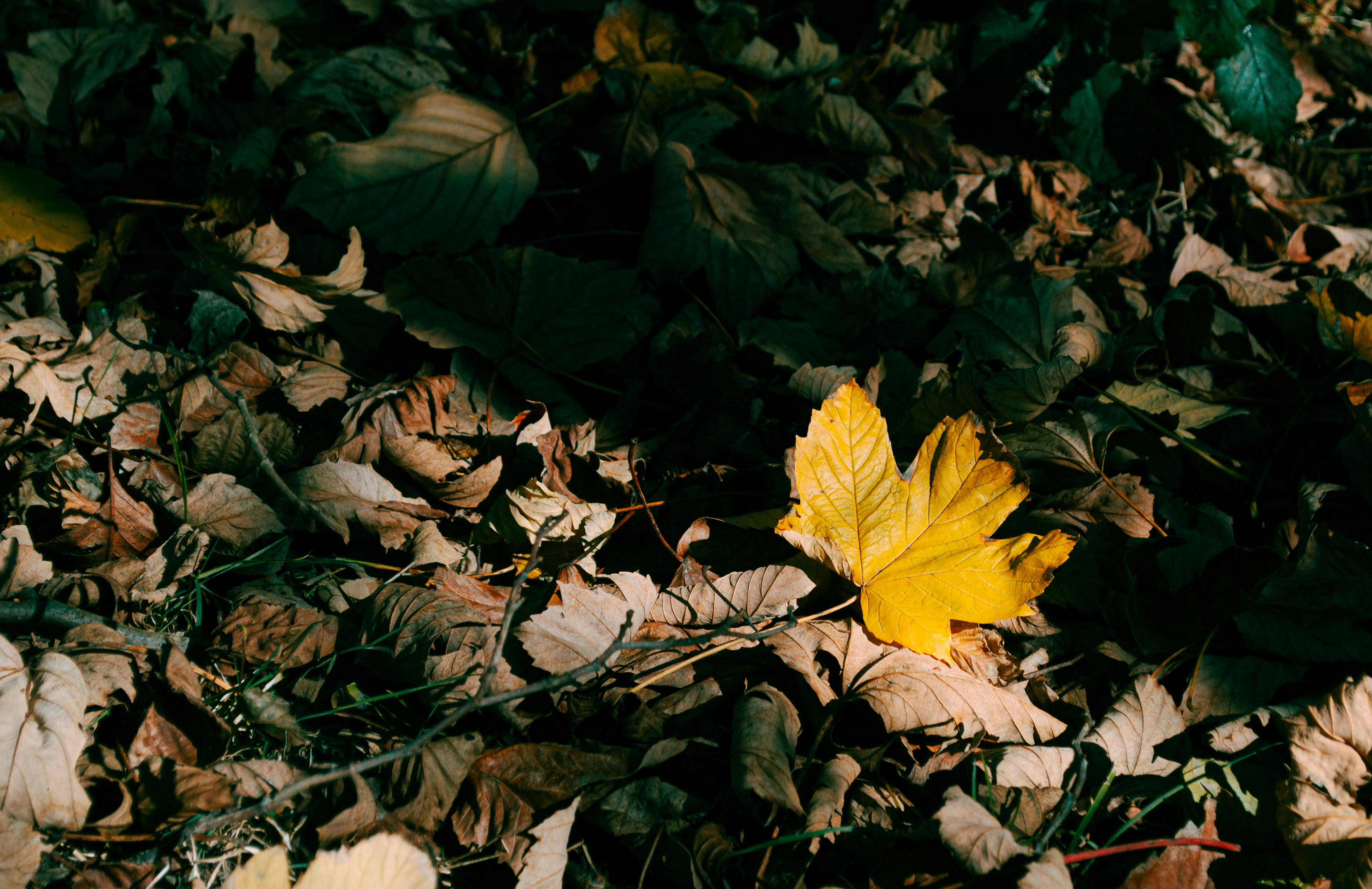 The Singled-Out Leaf: A Quiet Burst of Autumn Gold