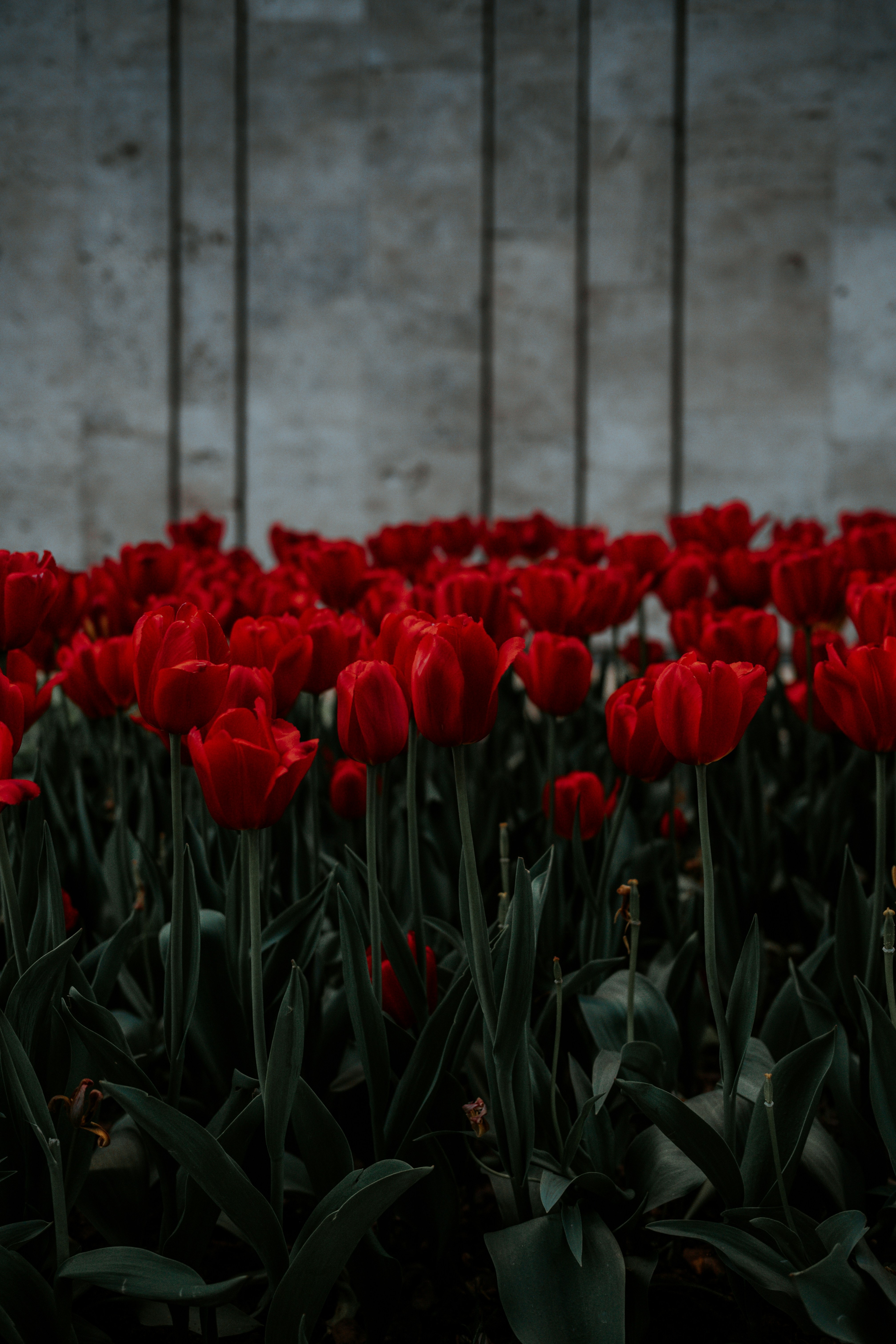 Red Tulips Against a Grey Wall: Depth, Darkness, and Bold Color