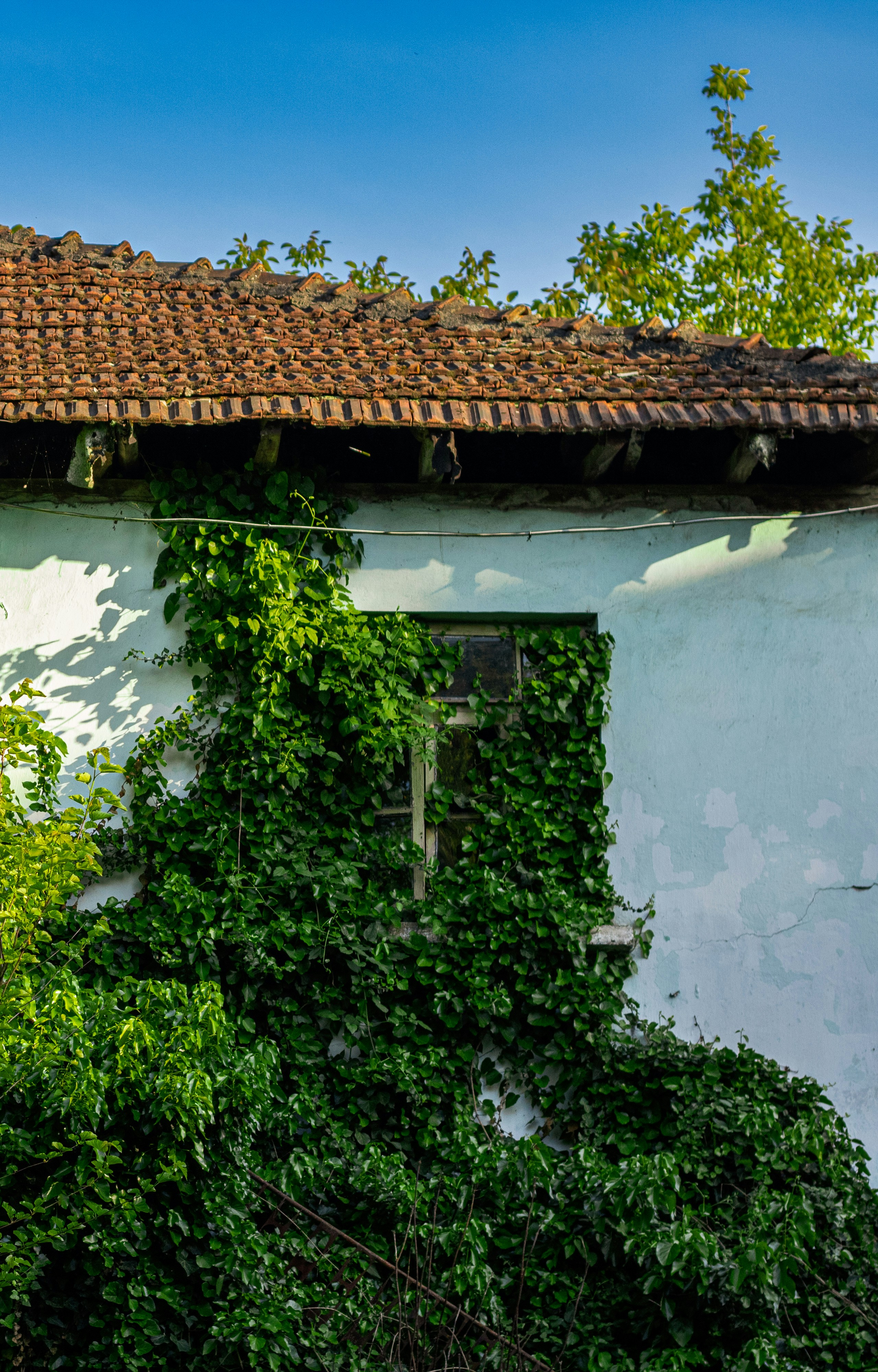 Ivy-Clad Wall Beneath a Sunlit Tile Roof