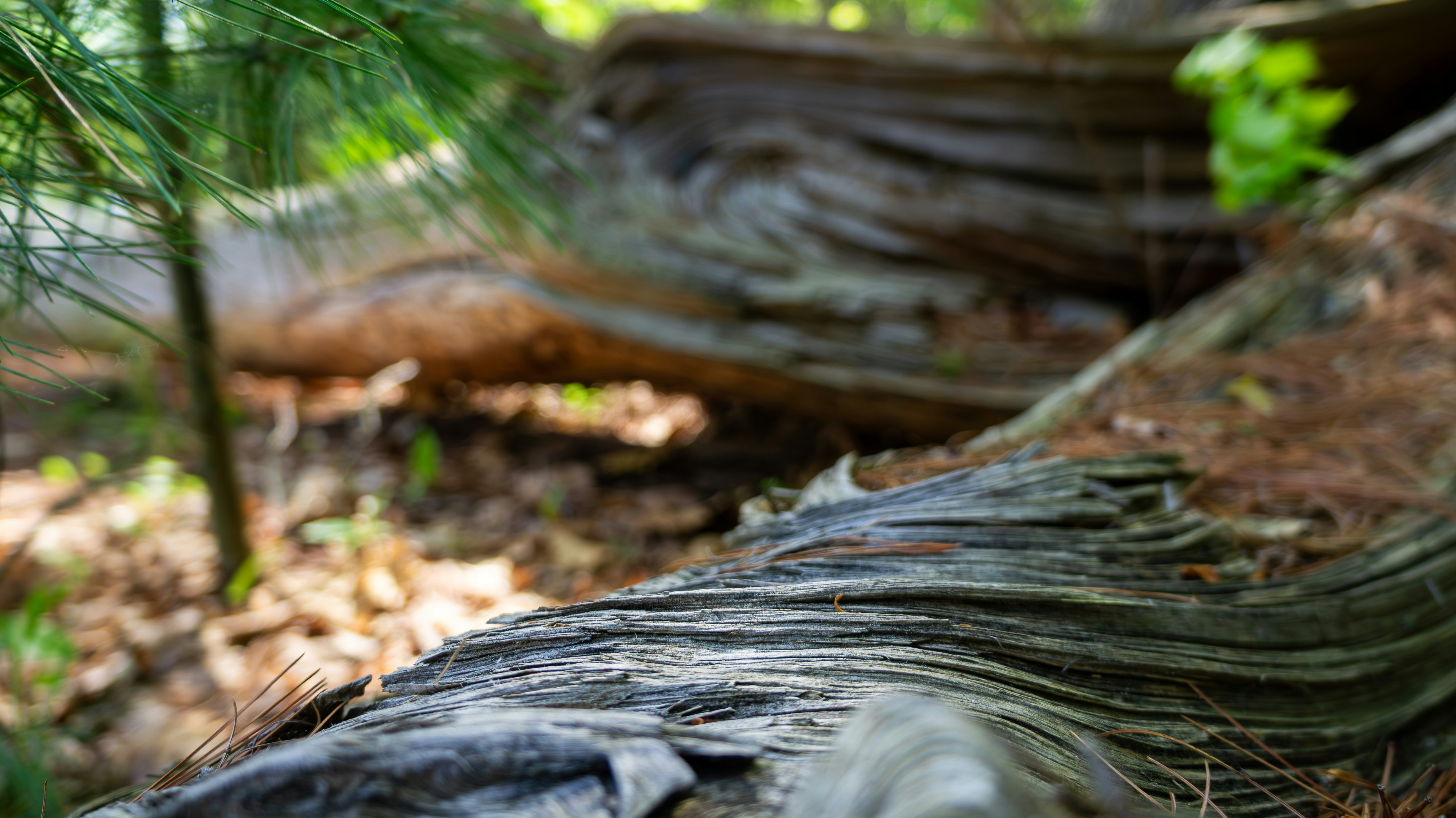 Weathered Fawn of a Log: Textures and Light in the Forest