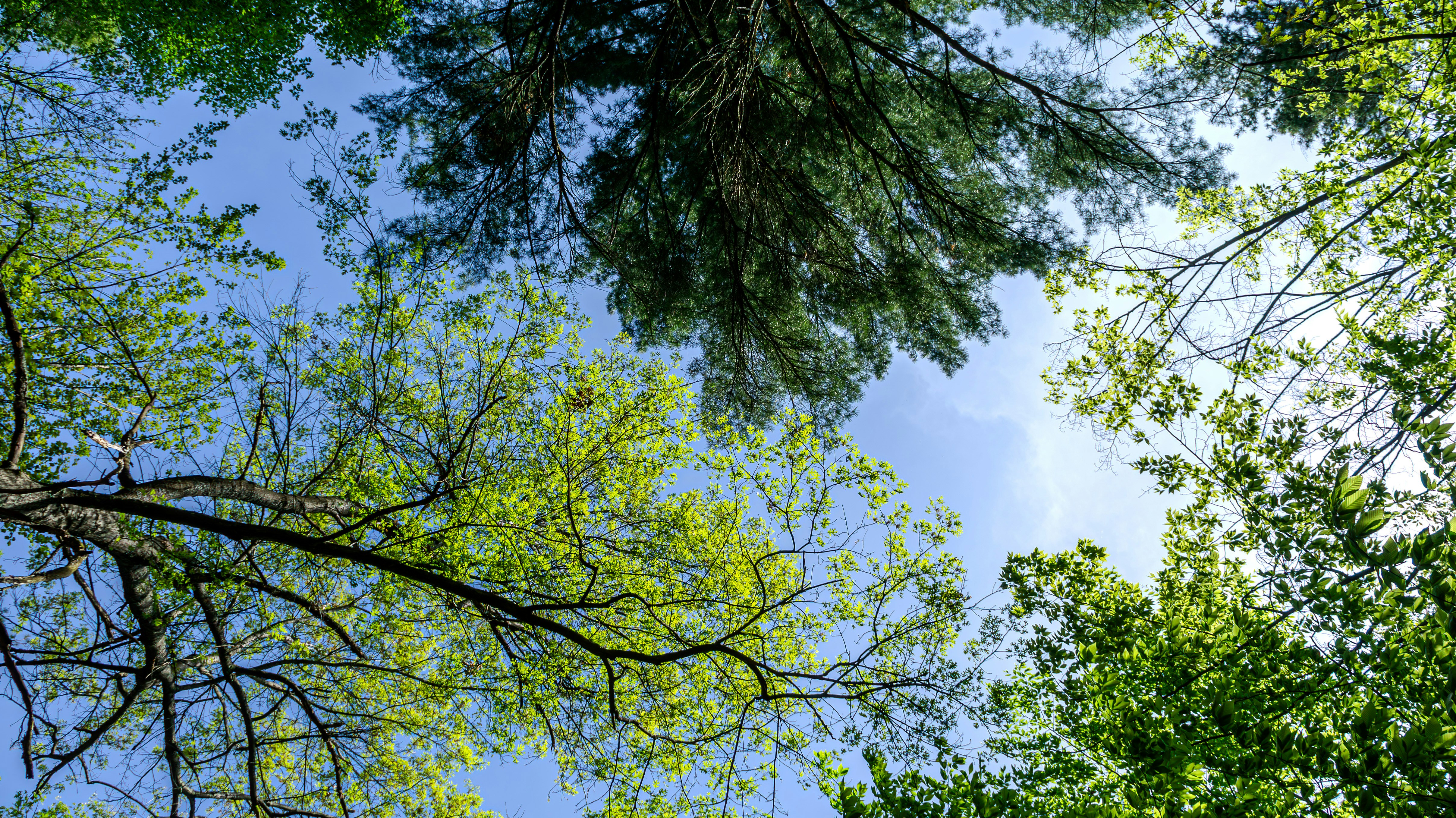 Canopy Overhead: Sunlit Foliage Framed by Sky