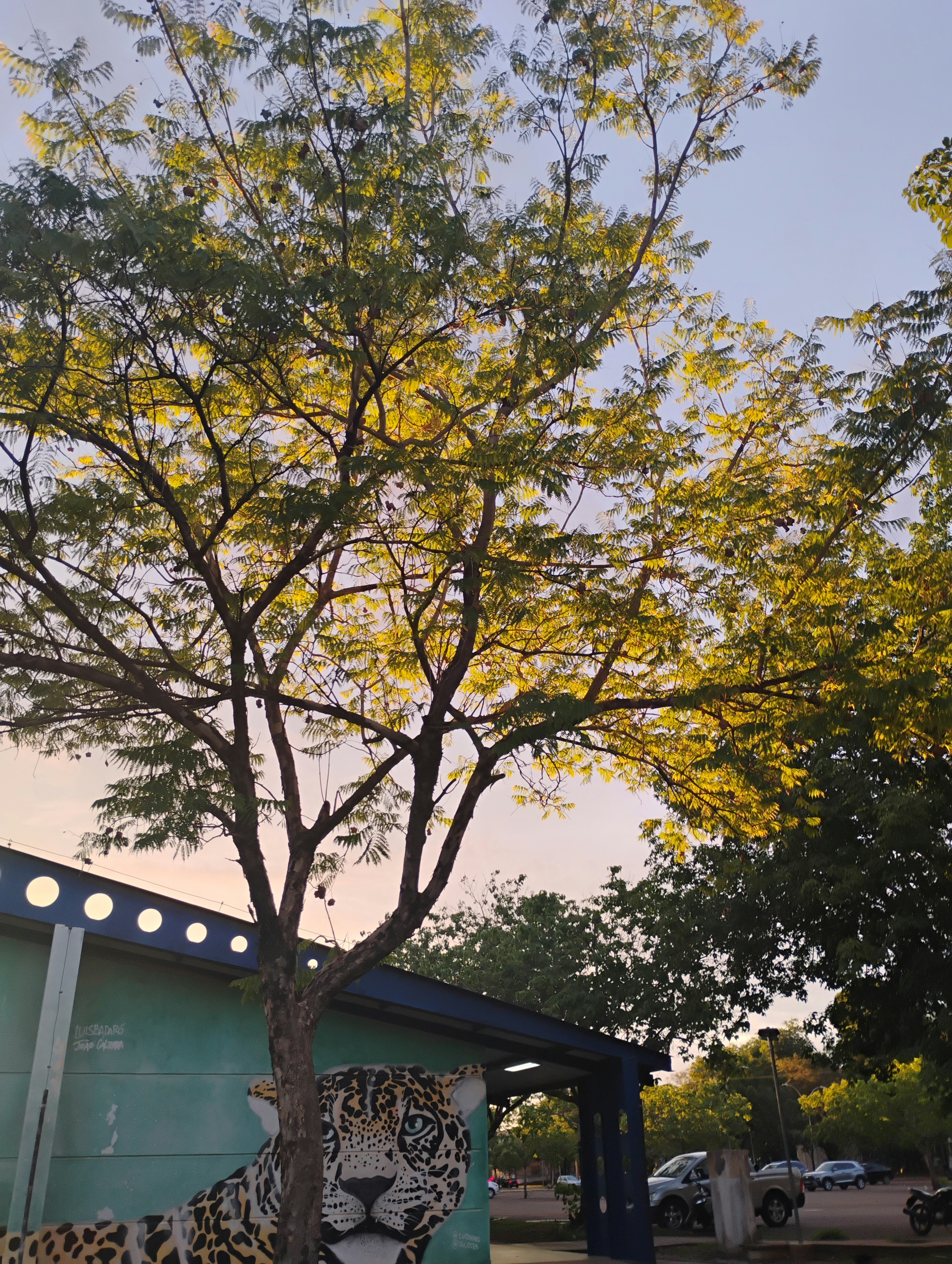 Leopard Mable Under the Evening Canopy