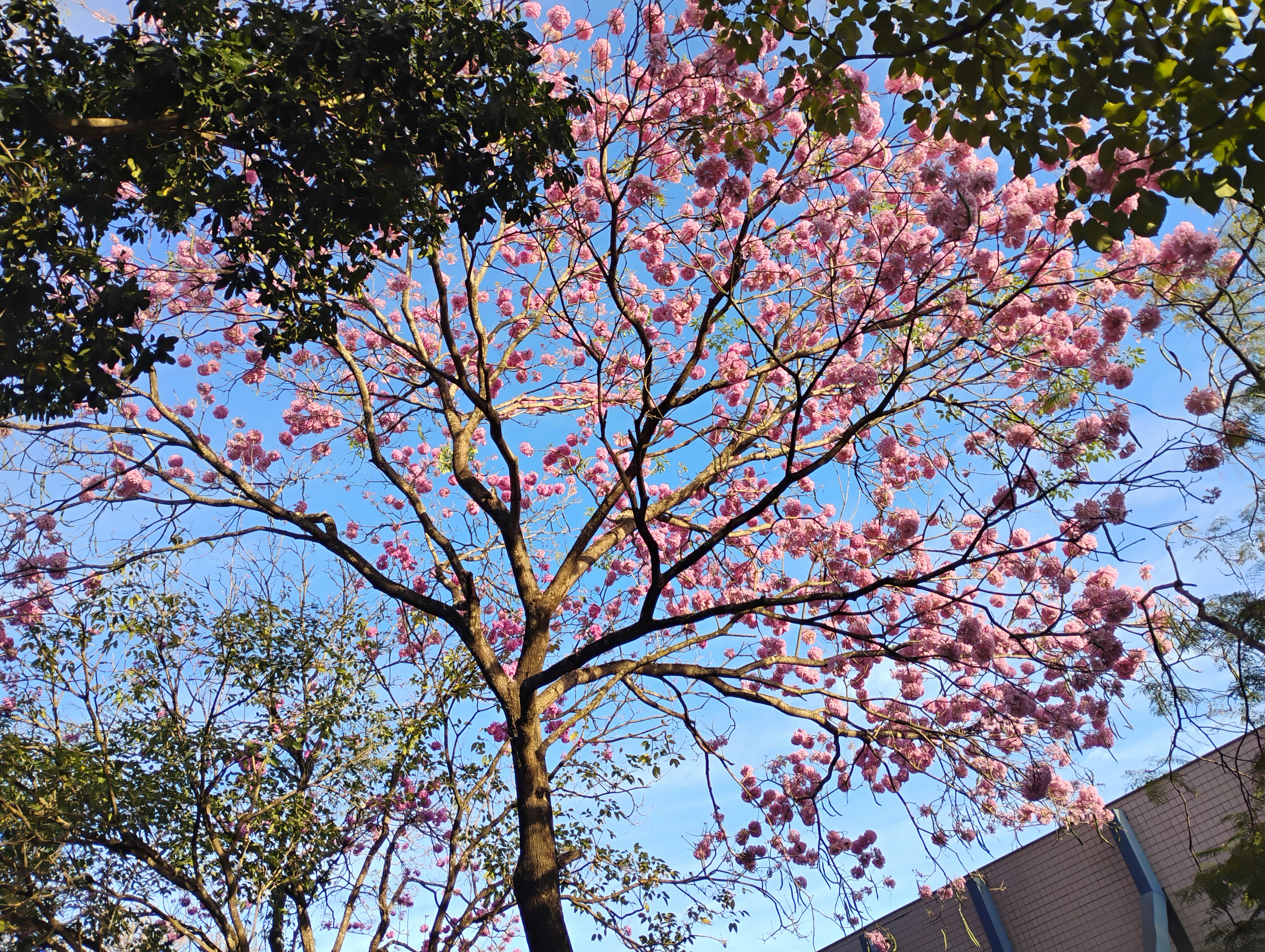 Blossom Crown Against a Blue Sky
