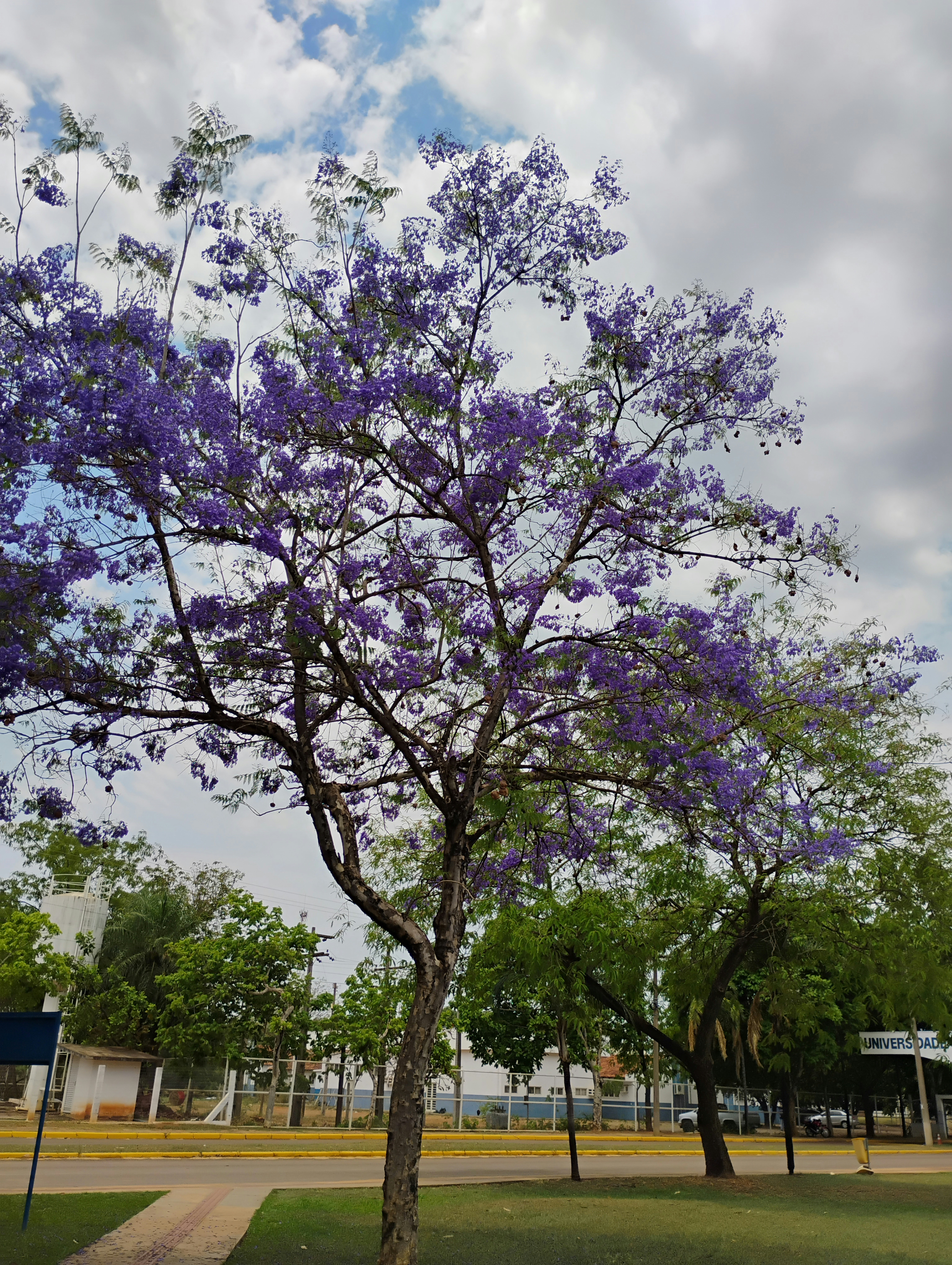 Blossoming Jacaranda Canopy Over a Quiet Campus Plaza